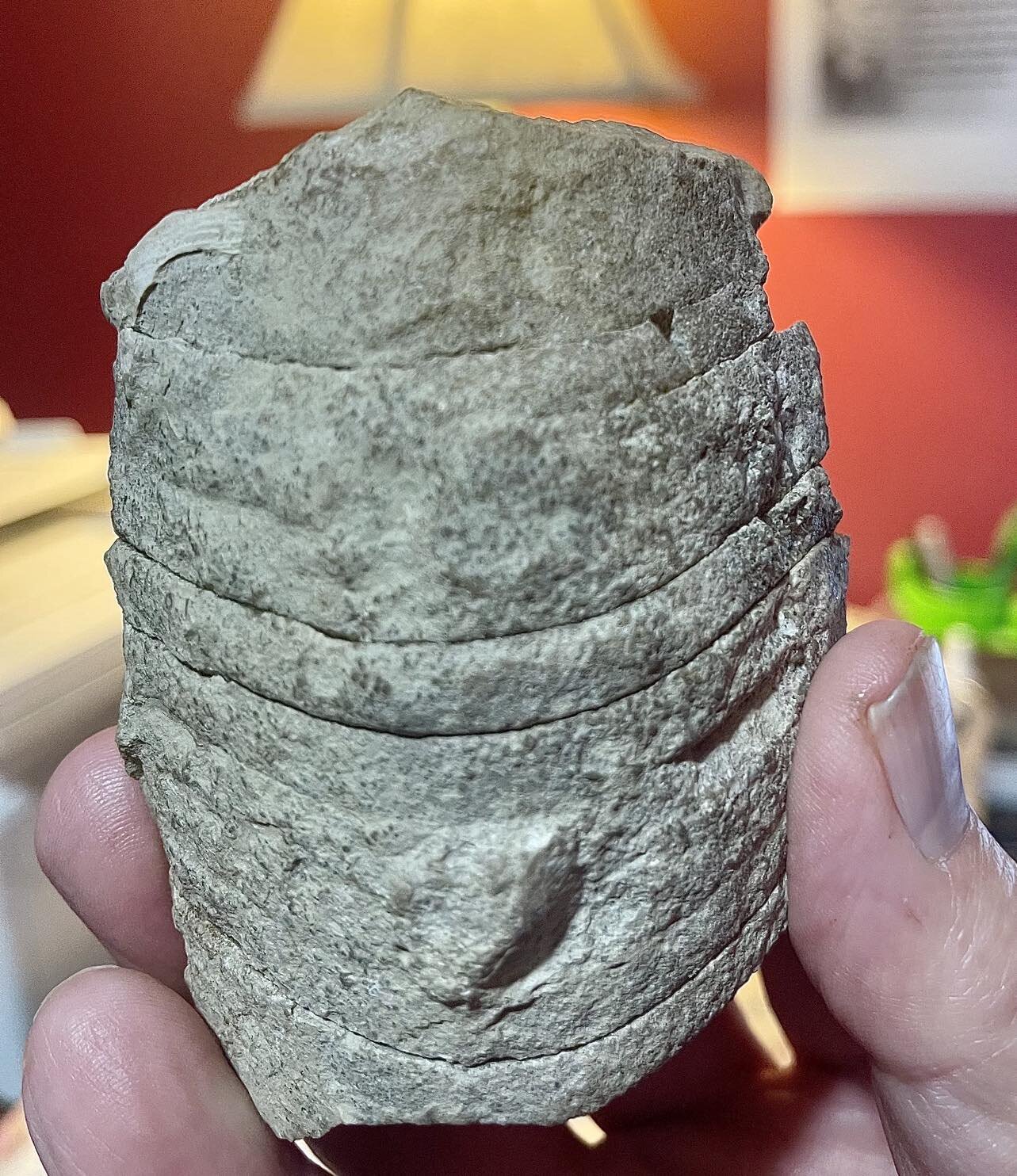 Dundee Limestone NW Ohio Oncocerid Id. - Fossil ID - The Fossil Forum