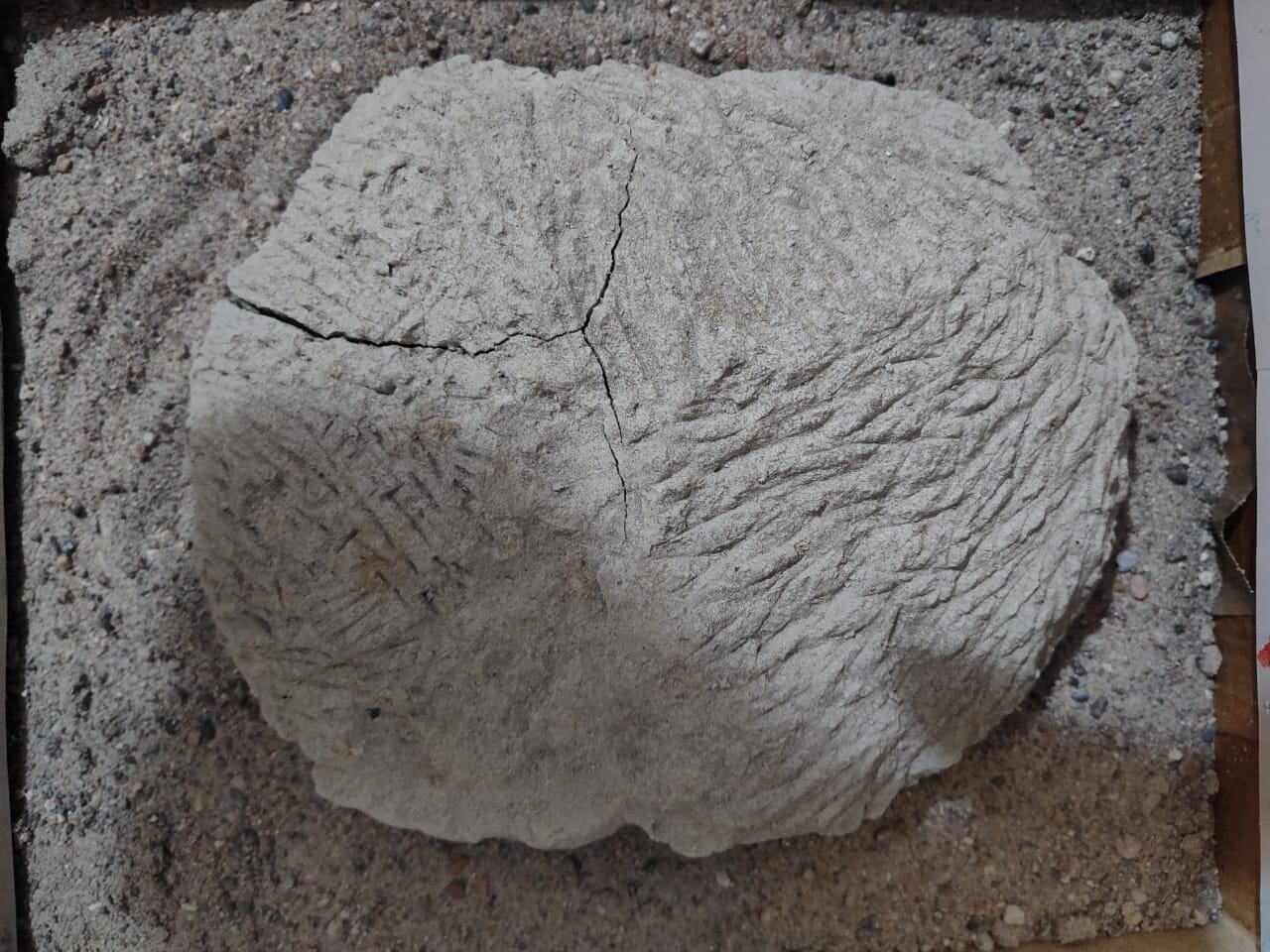Crab preparation (How to fill cracks to apply paraloid?) - Fossil ...