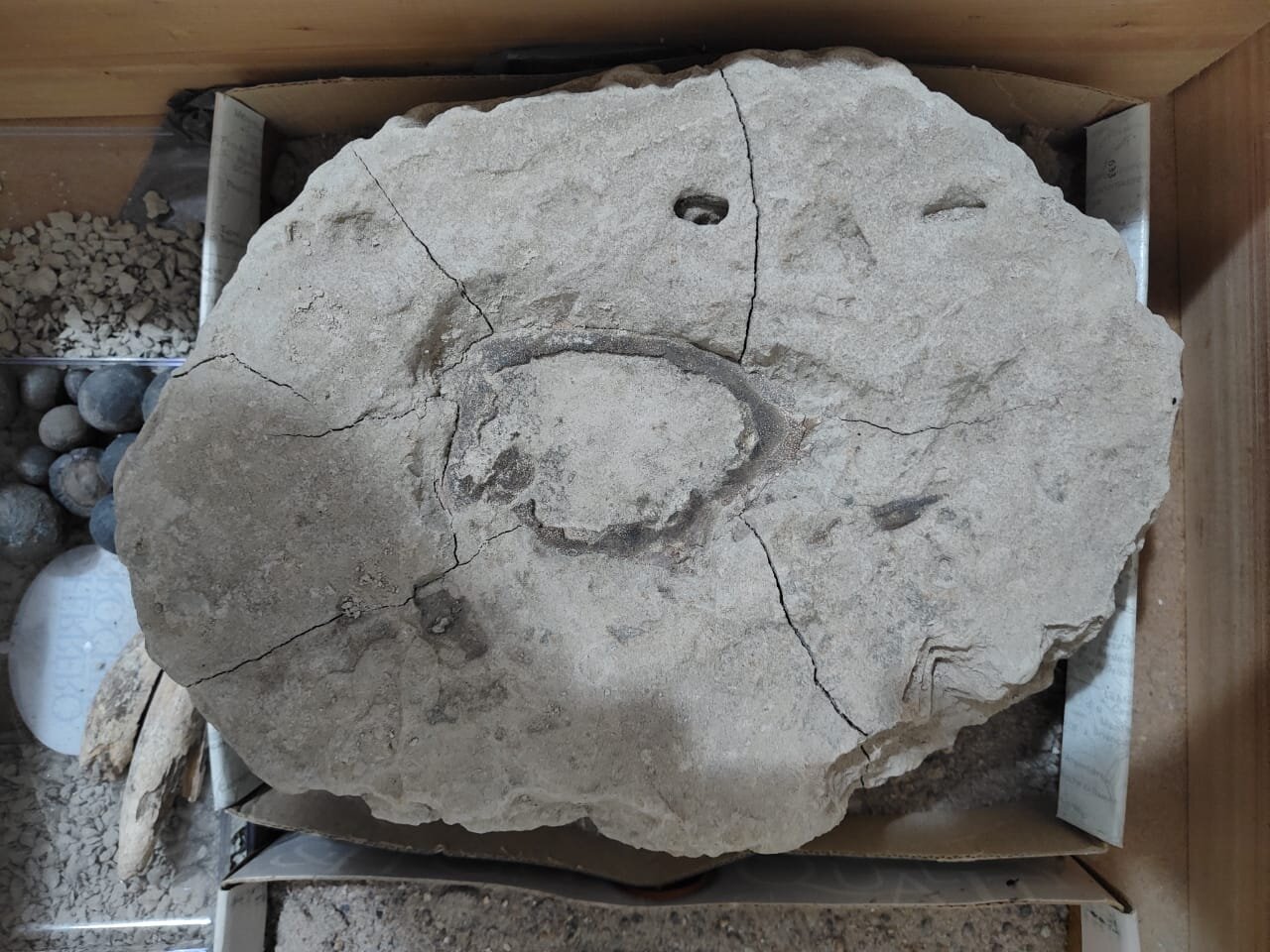 Crab preparation (How to fill cracks to apply paraloid?) - Fossil ...