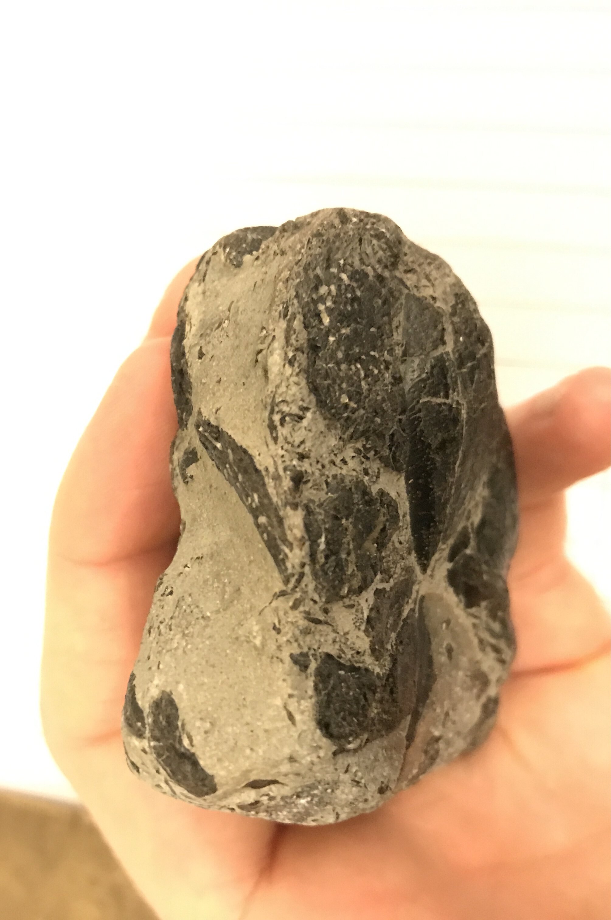 Fish skull bone identification - Fossil ID - The Fossil Forum