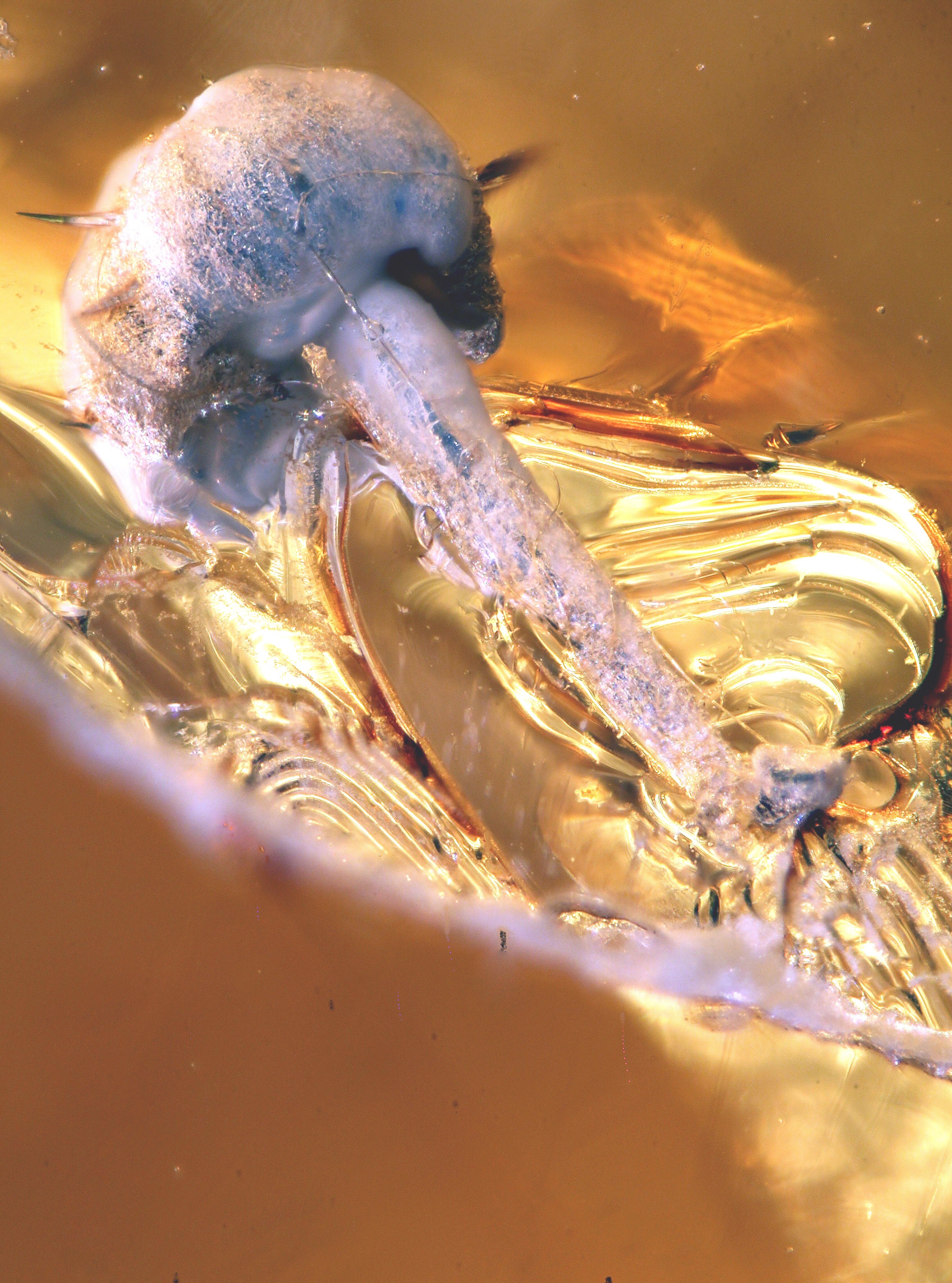 [Baltic Amber Inclusion] Extremely Rare Mushroom, Fungi :) - Micro ...