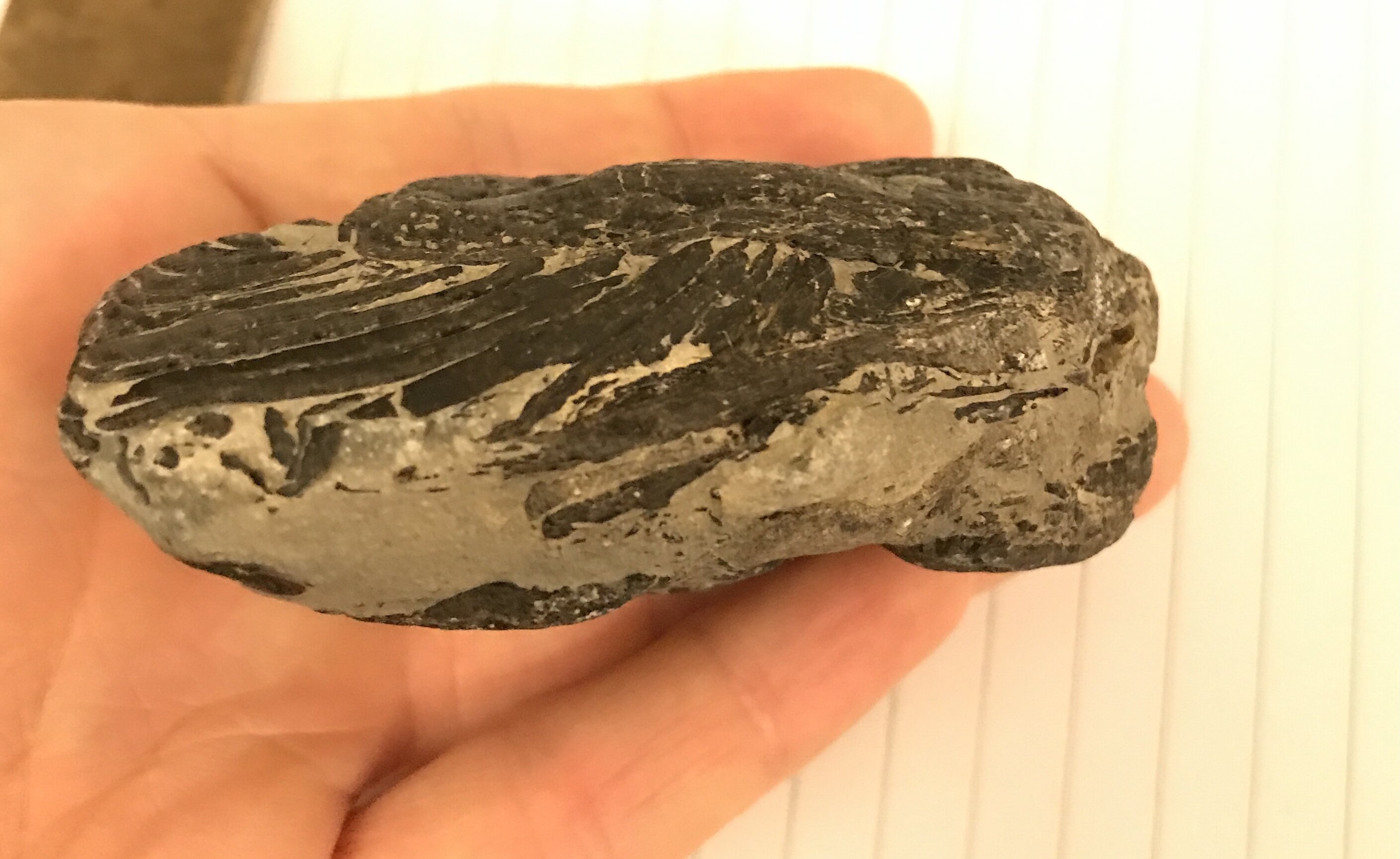 Fish skull bone identification - Fossil ID - The Fossil Forum