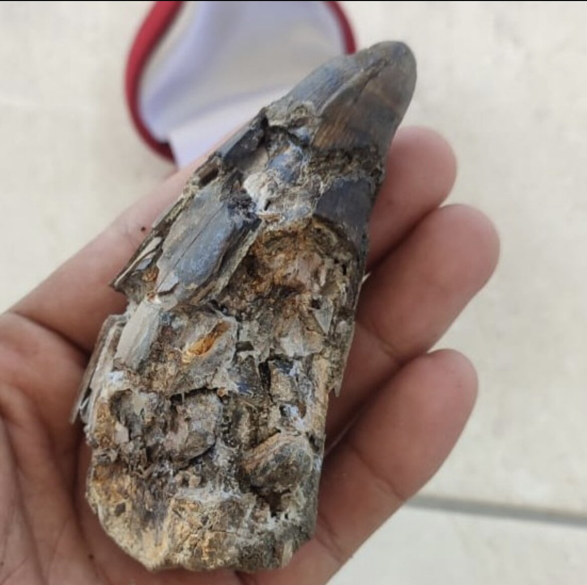 crocodile tooth ? / saurosuchus/ what? - Fossil ID - The Fossil Forum