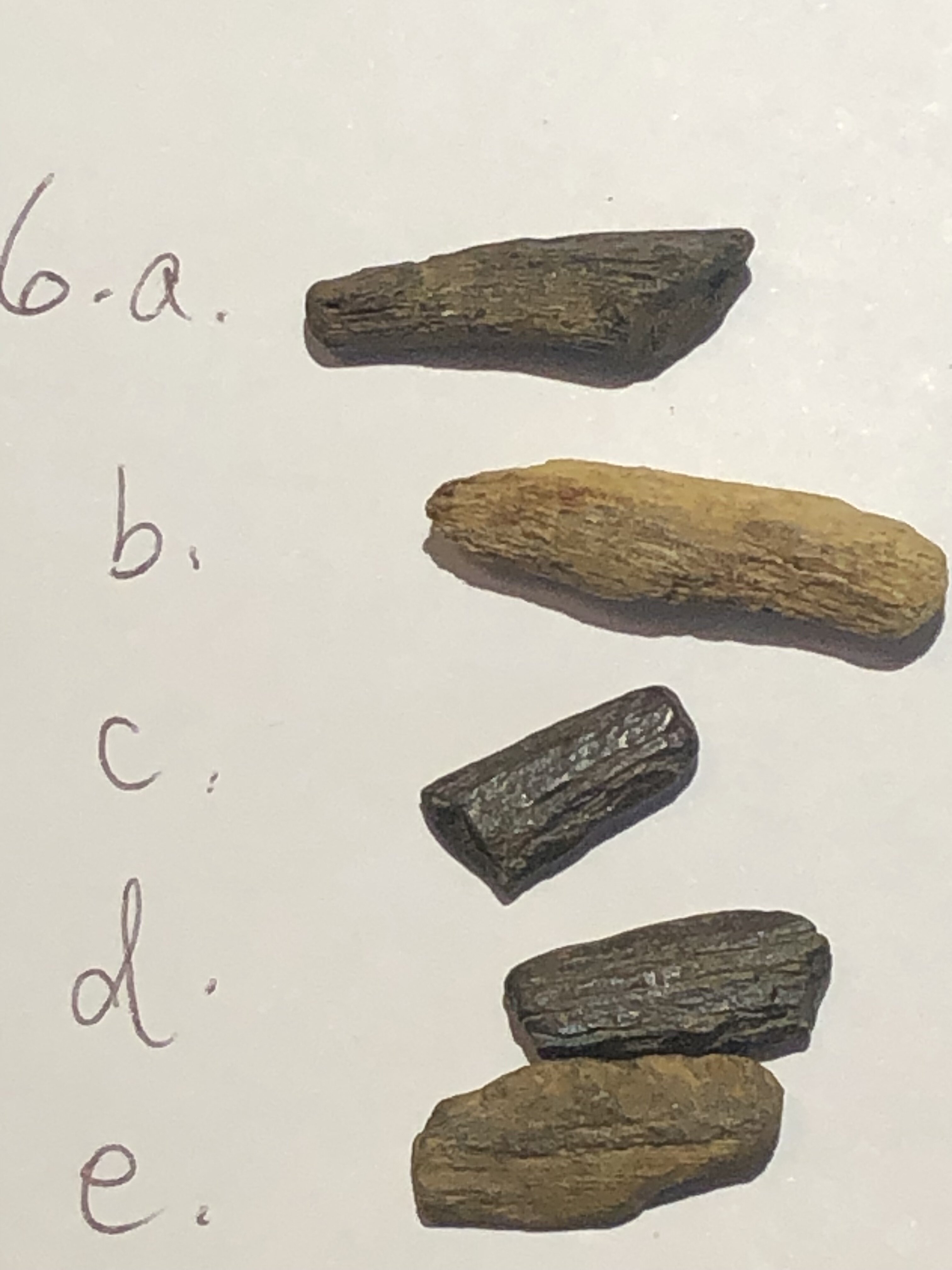 Big Brook Fossil ID Help - Fossil ID - The Fossil Forum
