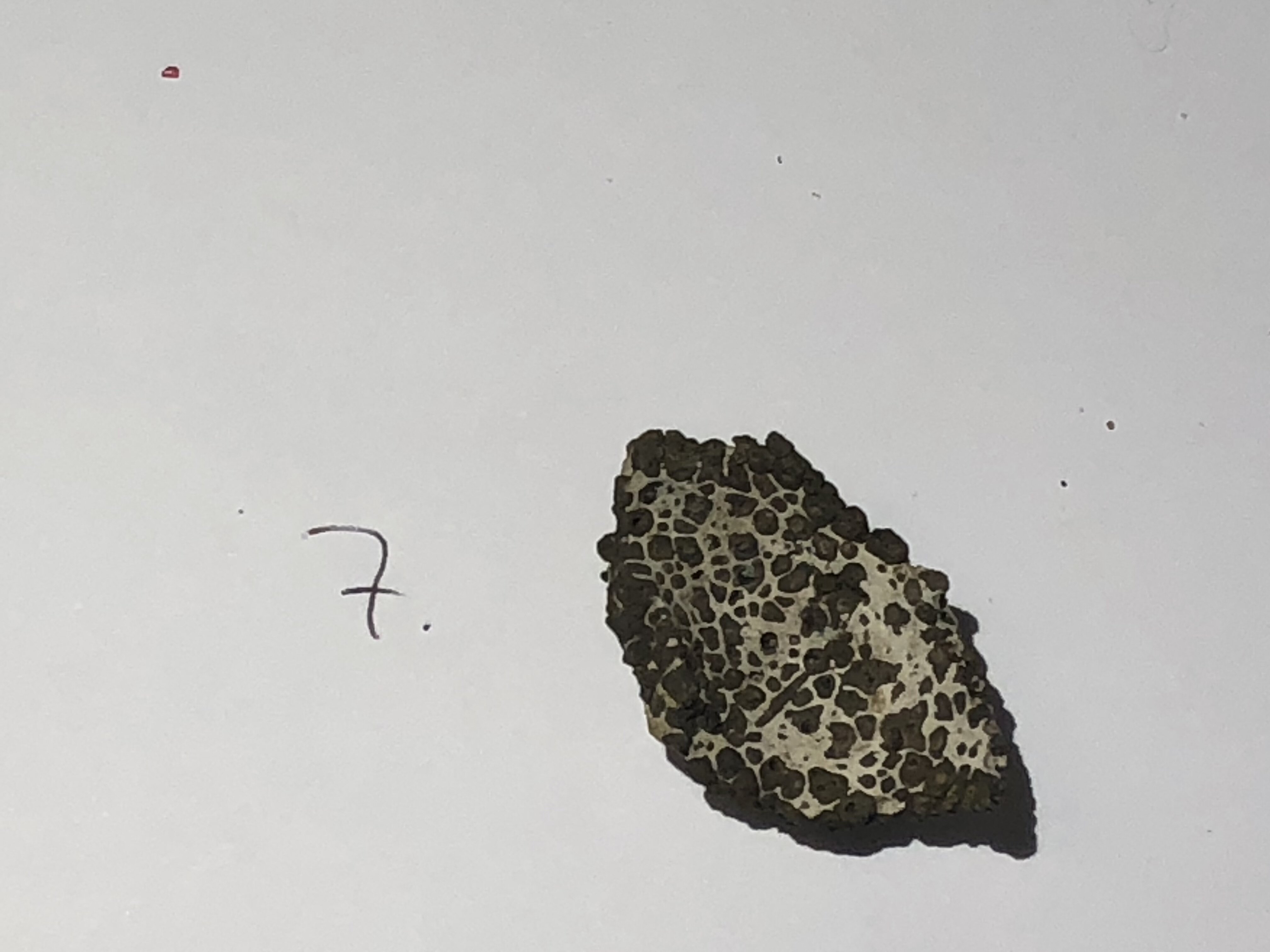 Big Brook Fossil ID Help - Fossil ID - The Fossil Forum