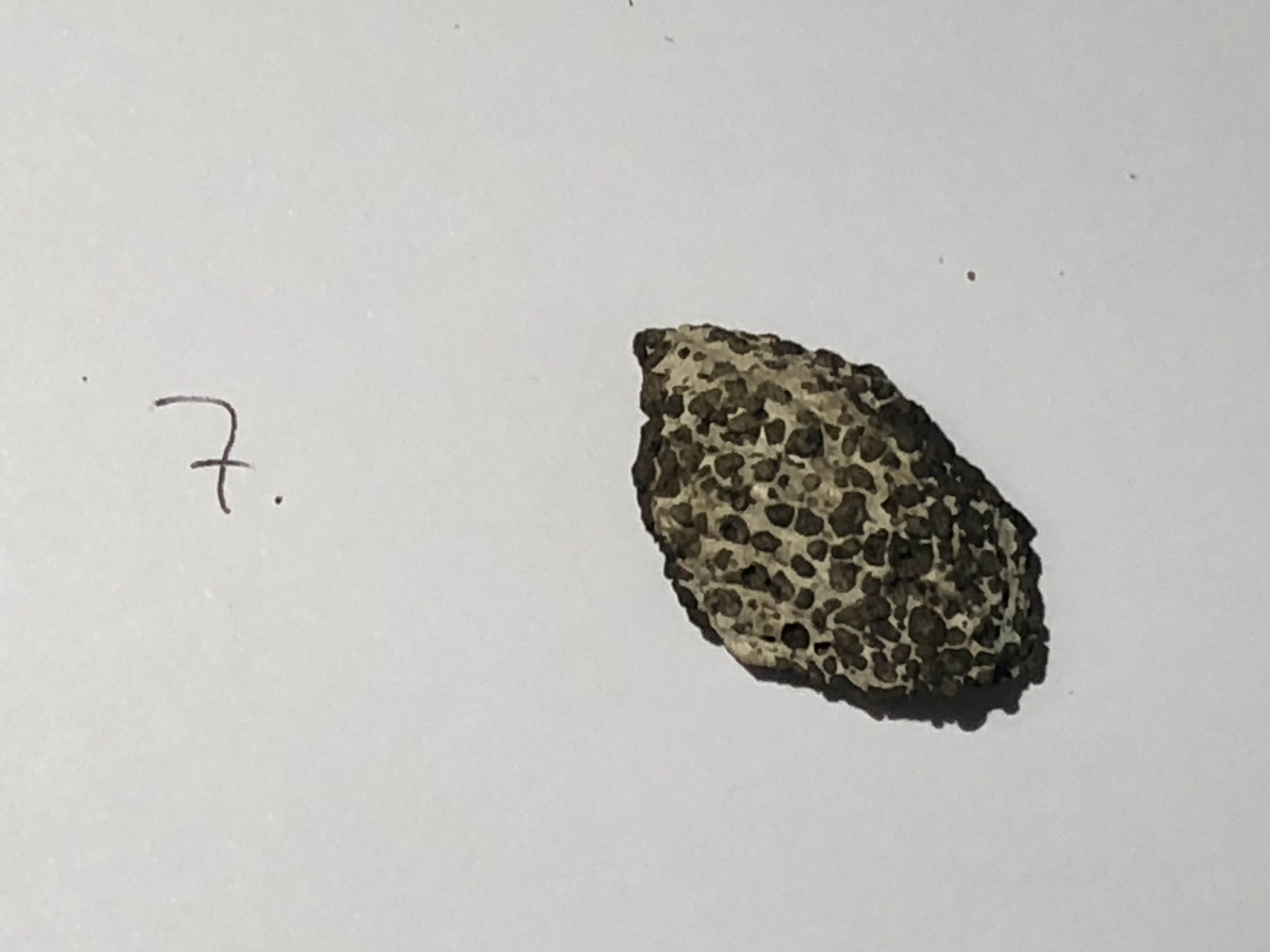 Big Brook Fossil ID Help - Fossil ID - The Fossil Forum