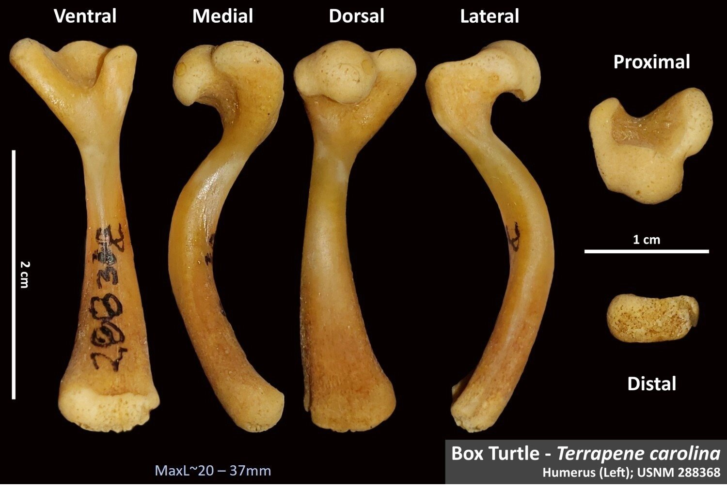 Small marine reptile bone found in Big Brook, NJ - Fossil ID - The ...