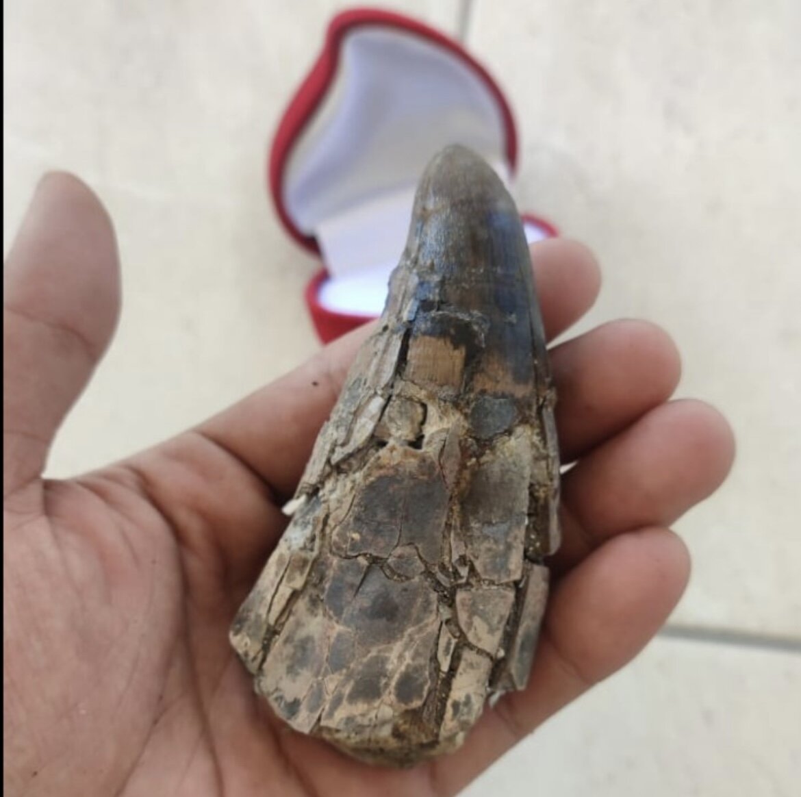 crocodile tooth ? / saurosuchus/ what? - Fossil ID - The Fossil Forum