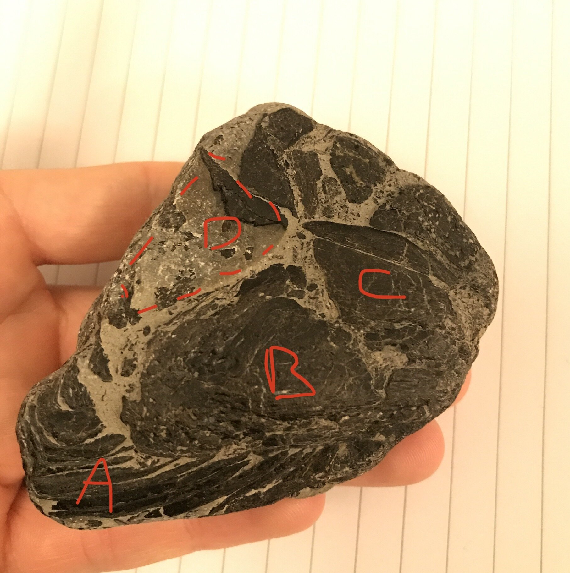 Fish skull bone identification - Fossil ID - The Fossil Forum