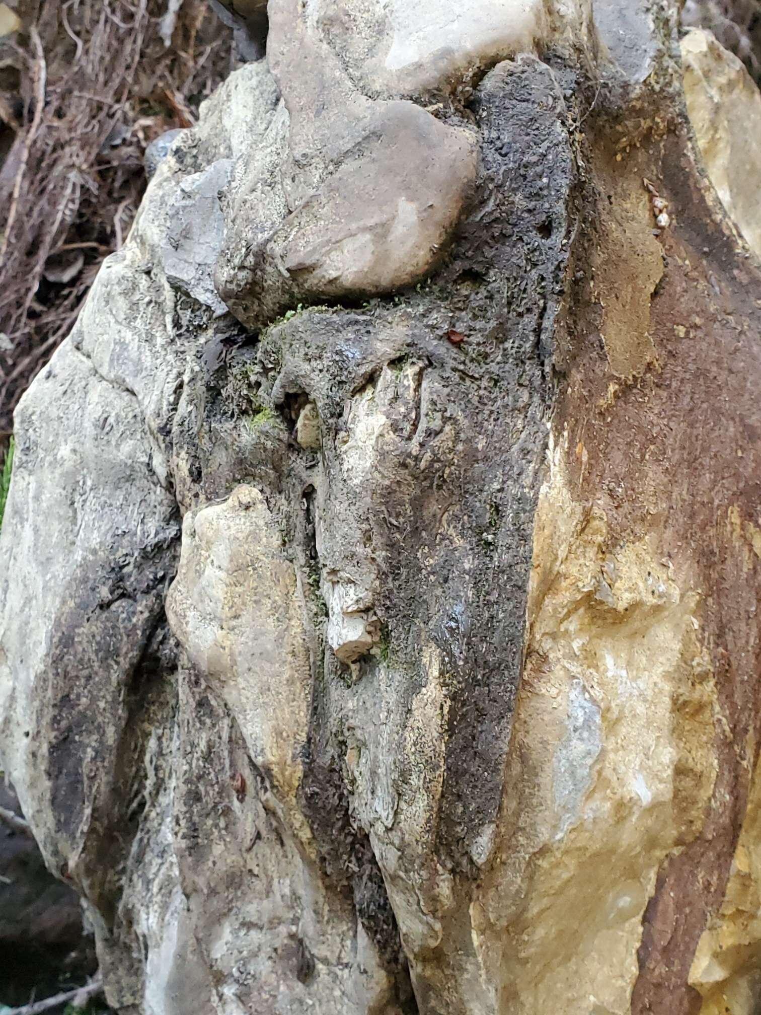 Desmostylus fossilized skull - Fossil ID - The Fossil Forum
