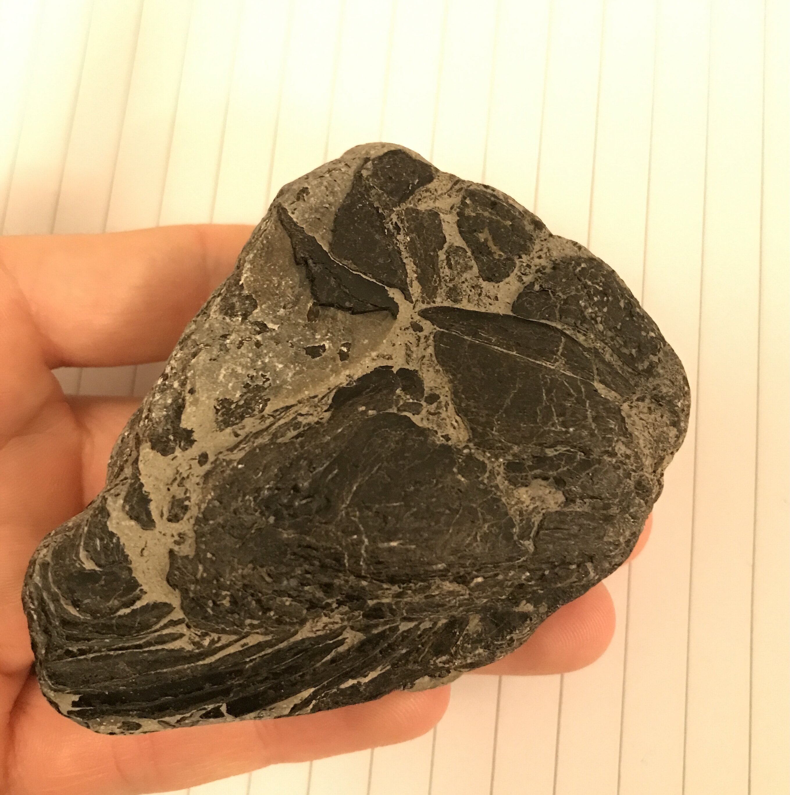 Fish skull bone identification - Fossil ID - The Fossil Forum