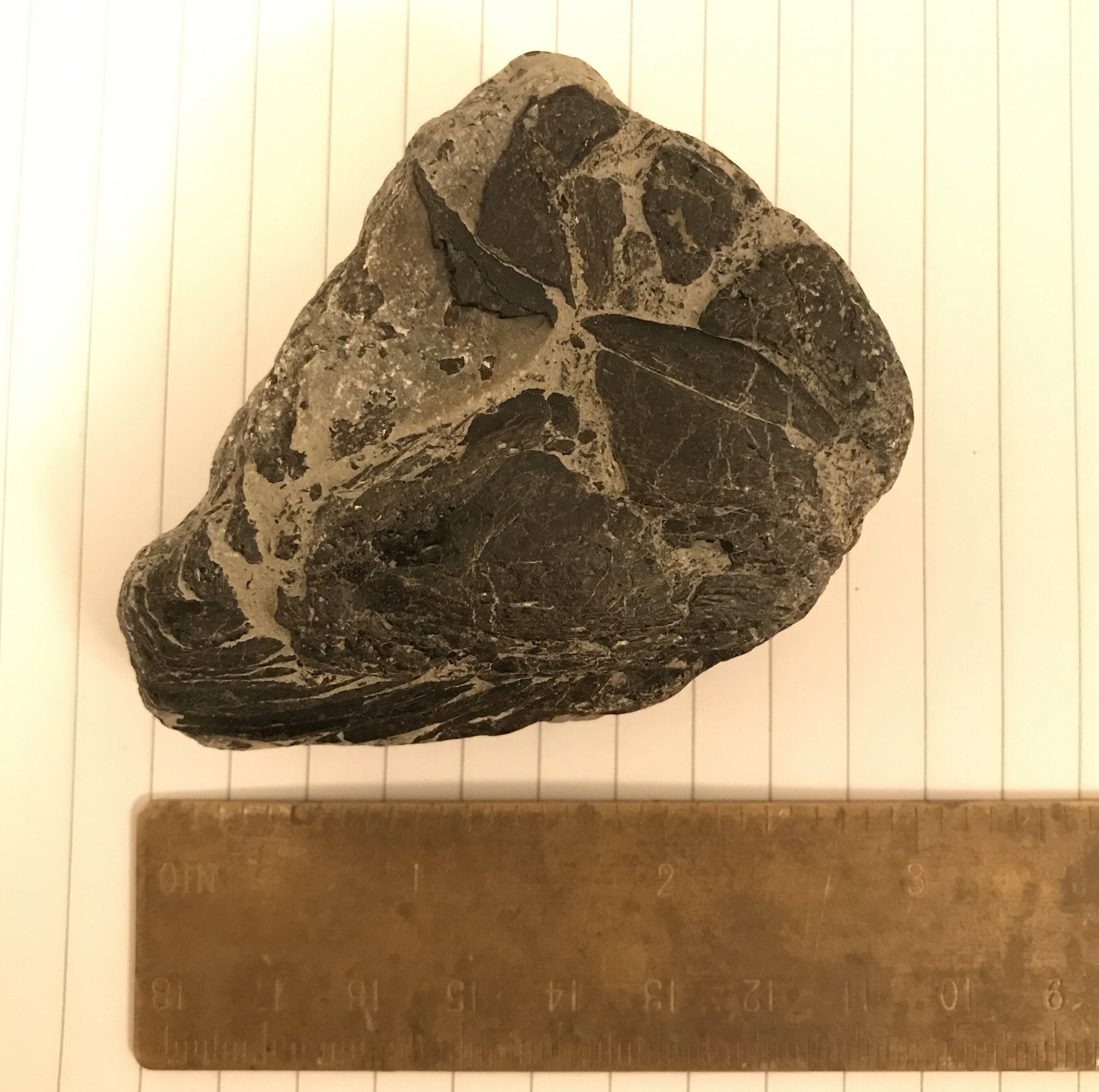 Fish skull bone identification - Fossil ID - The Fossil Forum