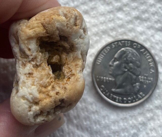 Tooth or Rock - Fossil ID - The Fossil Forum