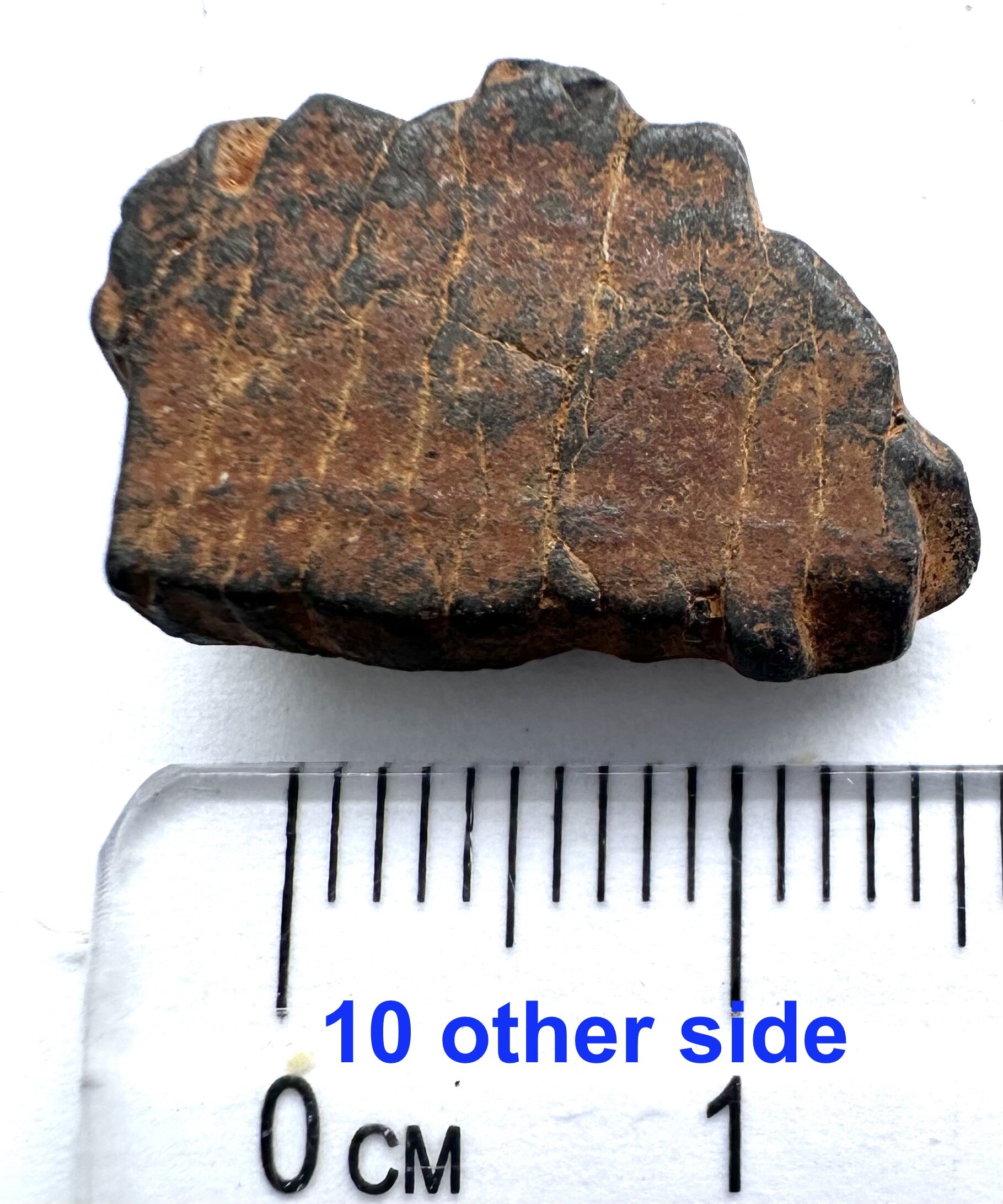 Fossil identification help please! Peace River Formation Venice, FL ...