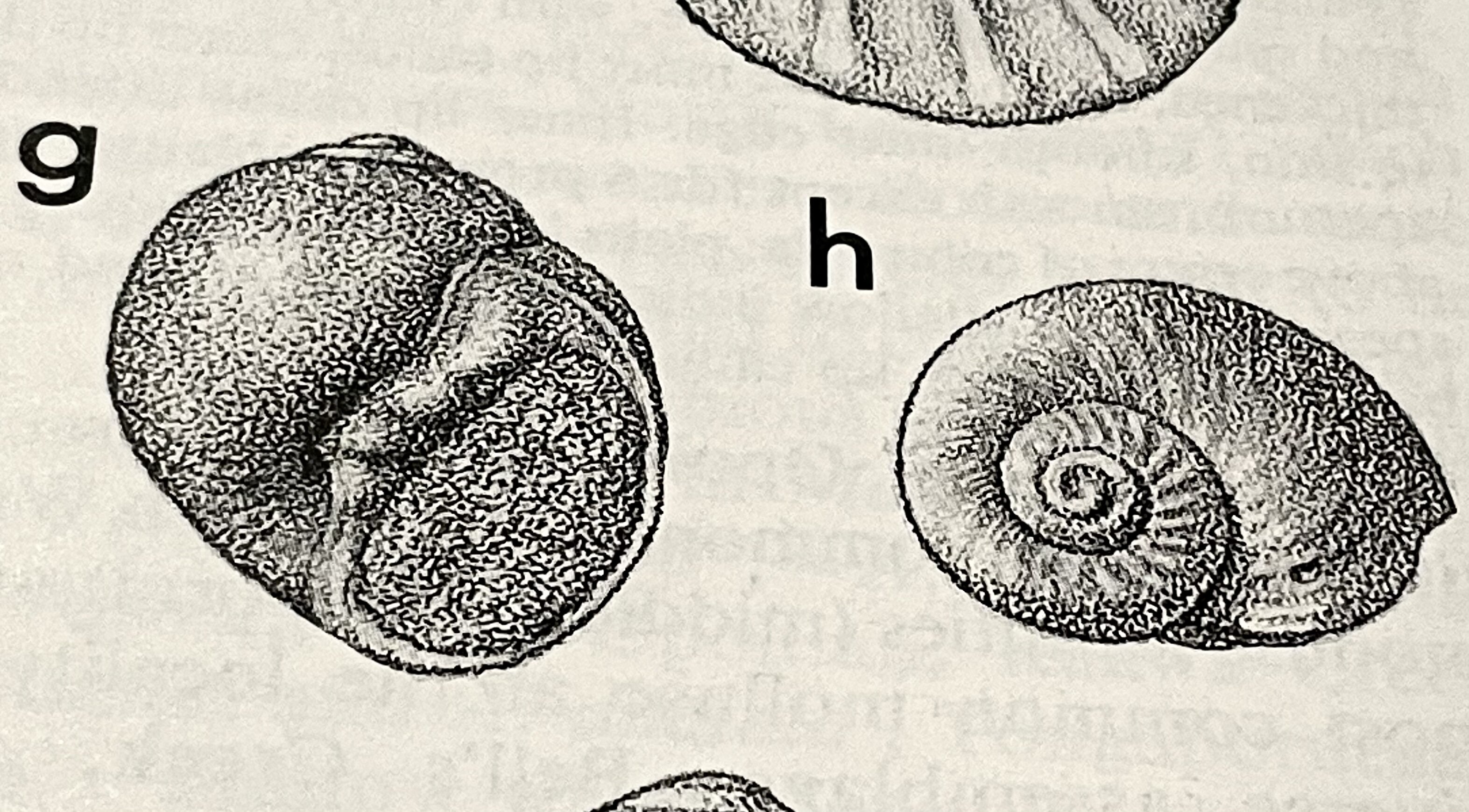 Monster mollusc fossil from New Zealand - Member Collections - The ...
