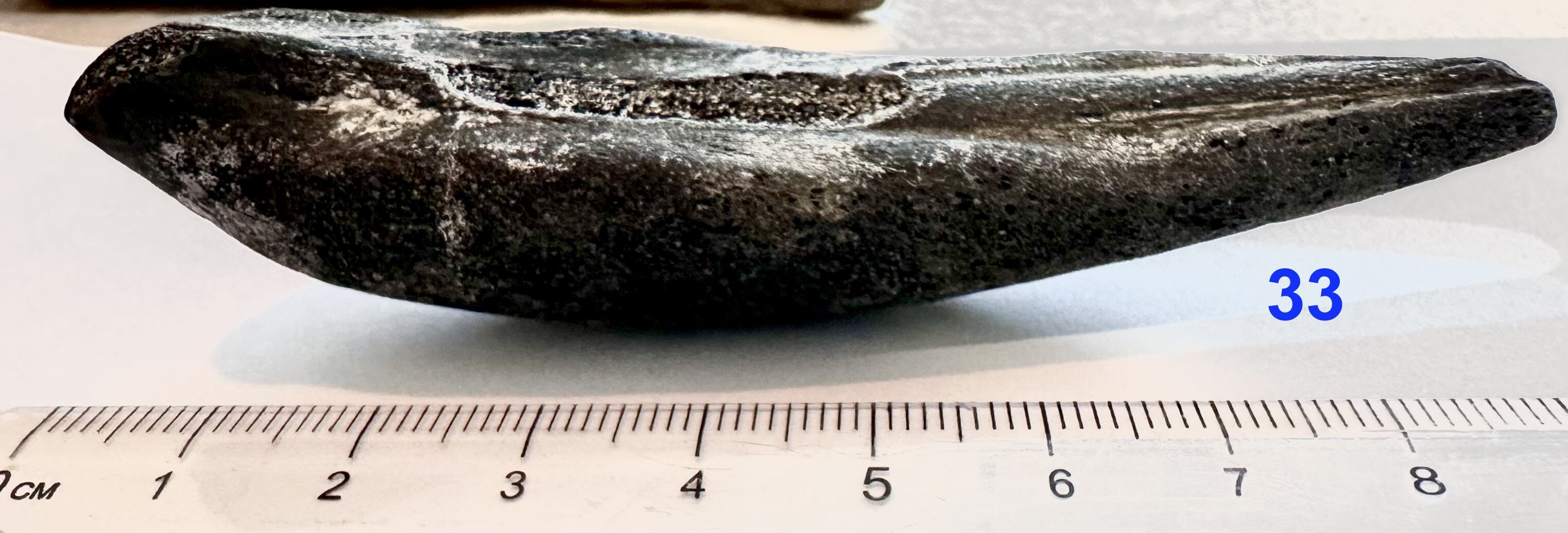 Fossil identification help please! Peace River Formation Venice, FL ...