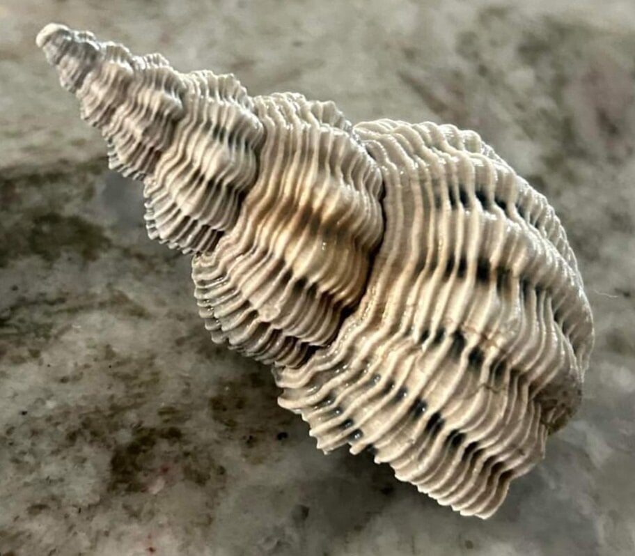 Fossilized shell? - Fossil ID - The Fossil Forum