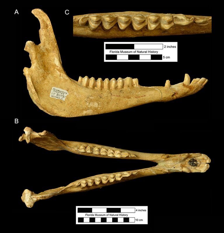 Bone Valley Camelid Tooth - Fossil ID - The Fossil Forum