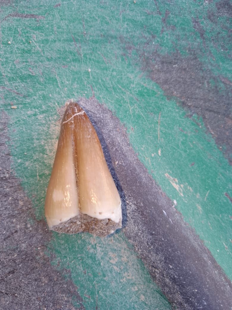 What would the general ID of this tooth?. and how much would it cost ...