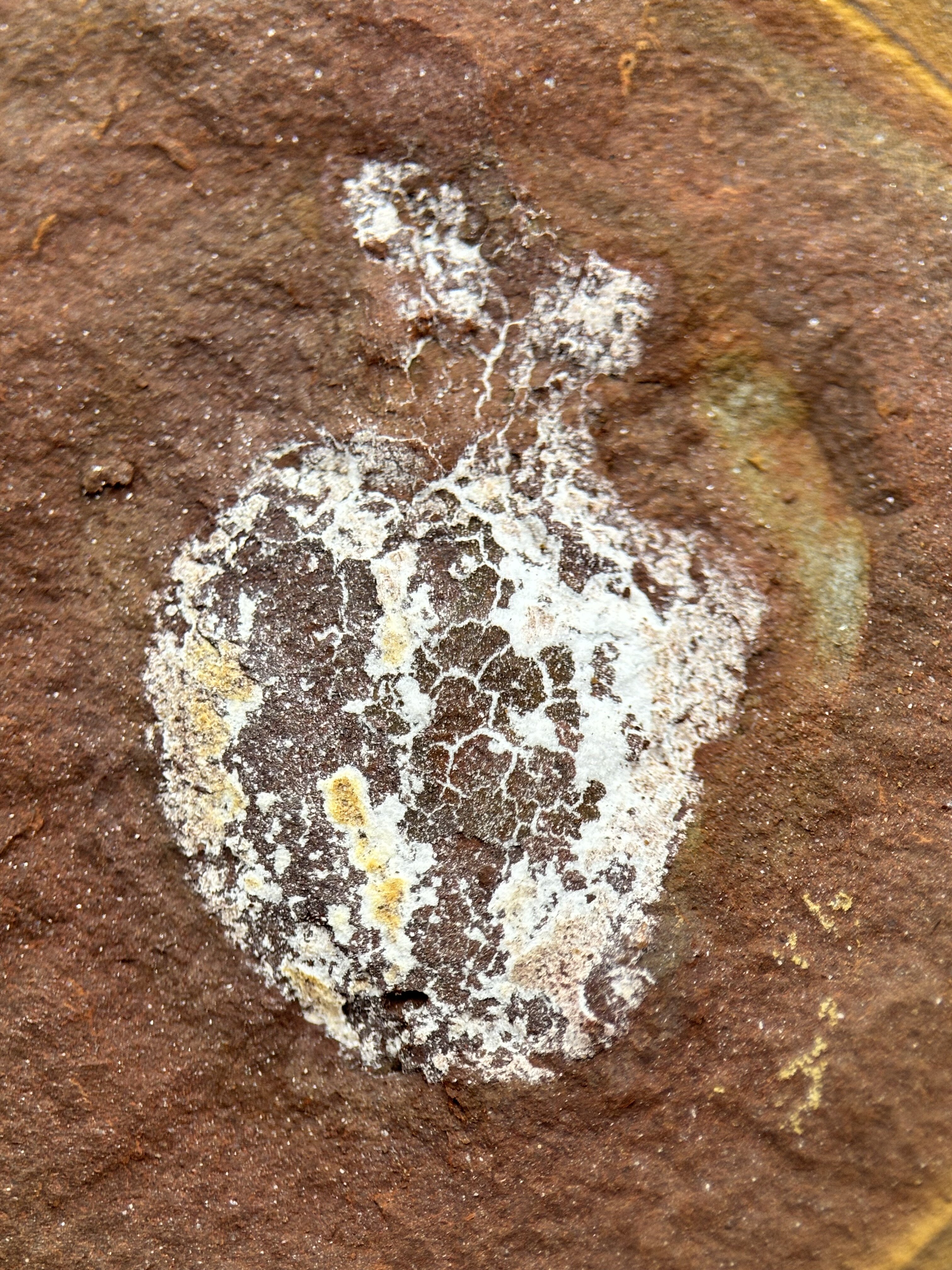 Odd fossil from Mazonia - Fossil ID - The Fossil Forum