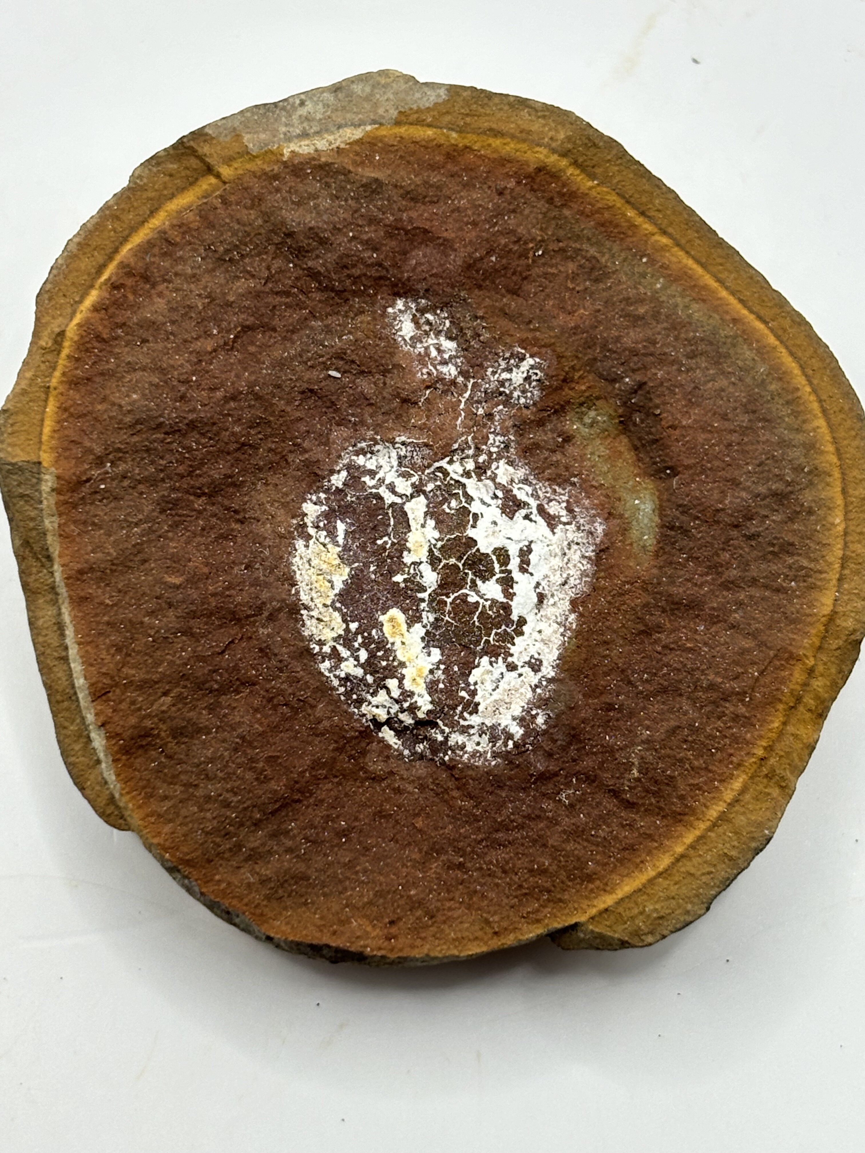 Odd fossil from Mazonia - Fossil ID - The Fossil Forum