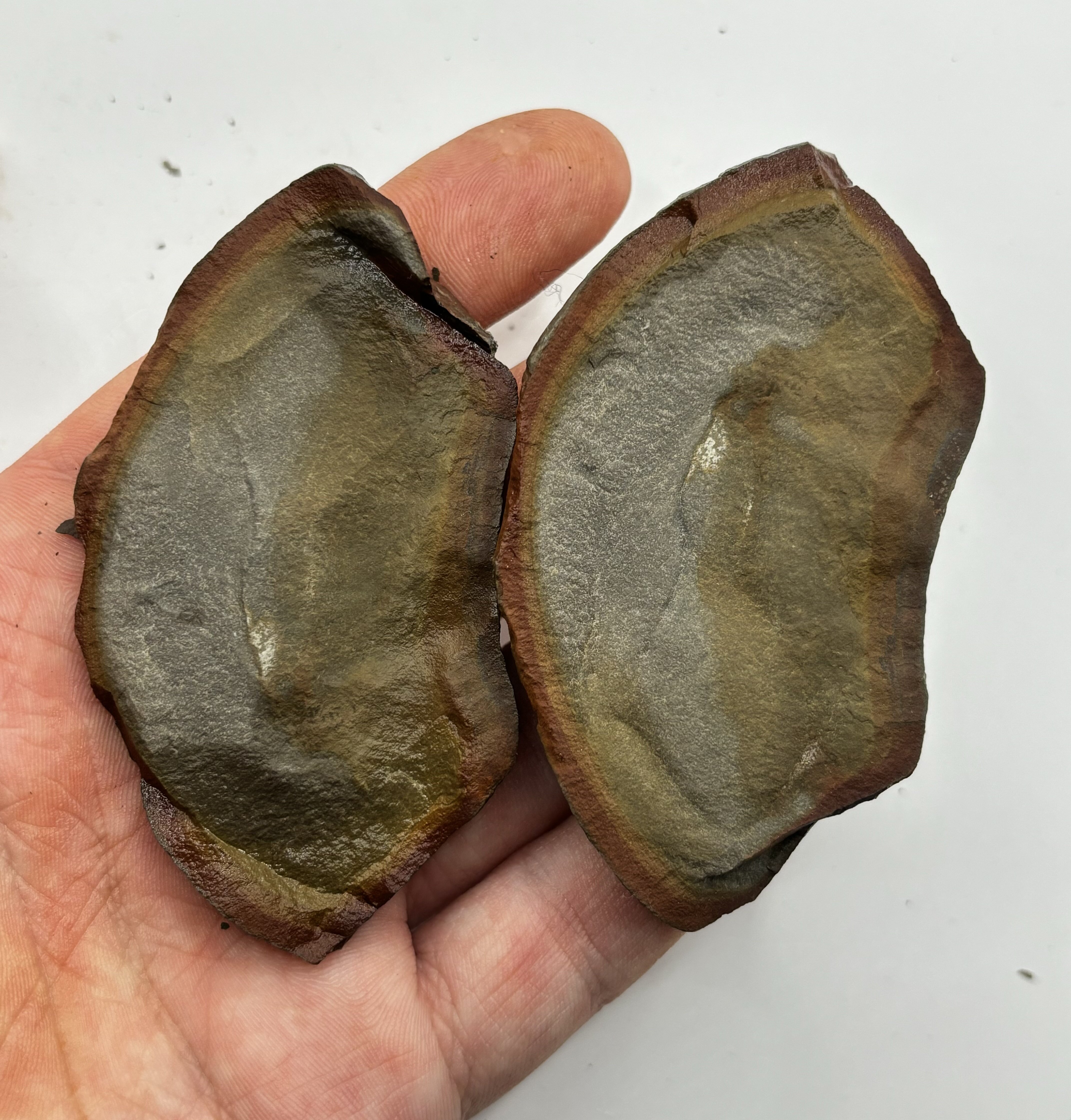 Odd fossil from Mazonia - Fossil ID - The Fossil Forum
