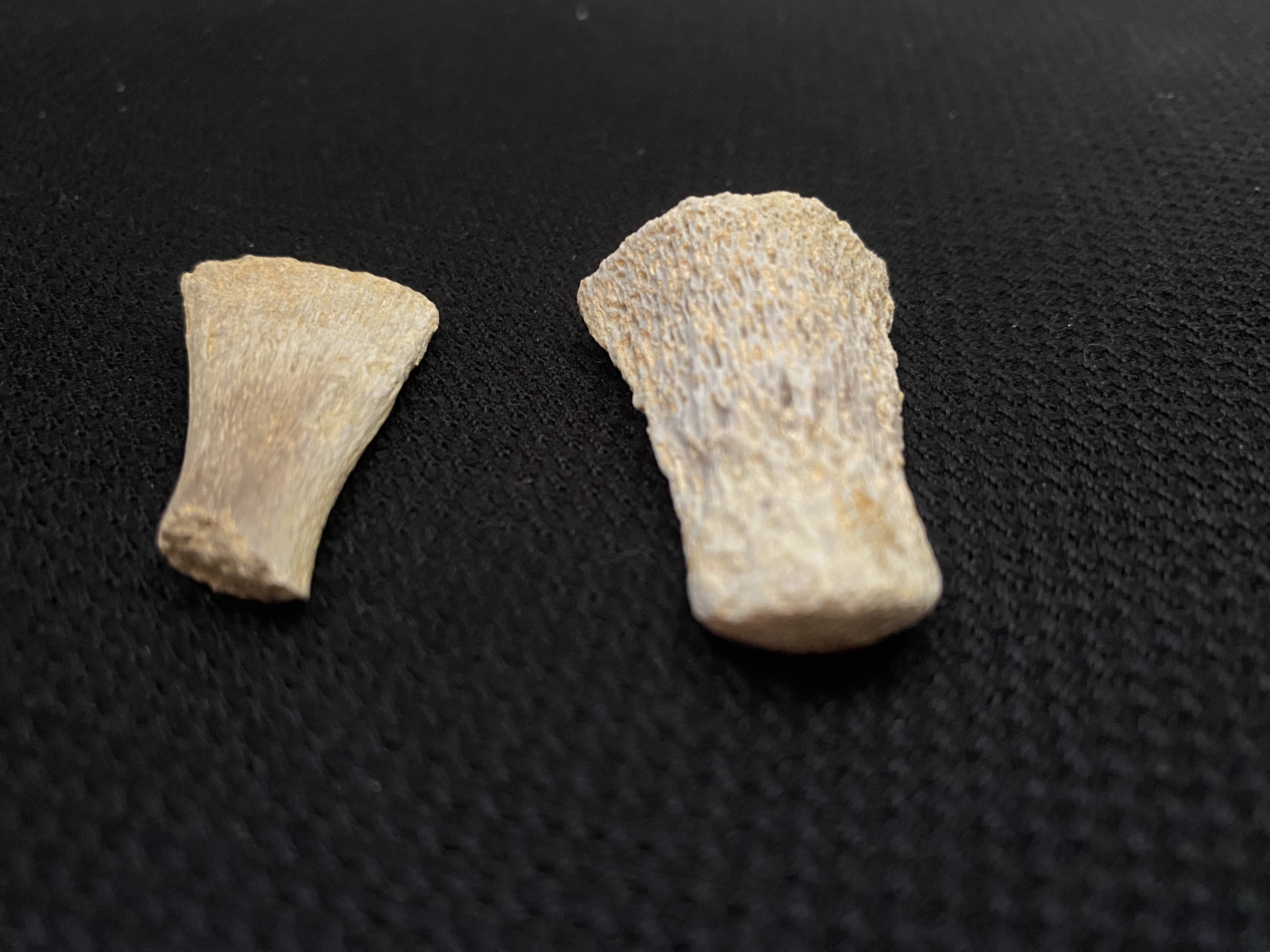 Marine reptile paddle bones??? - Fossil ID - The Fossil Forum