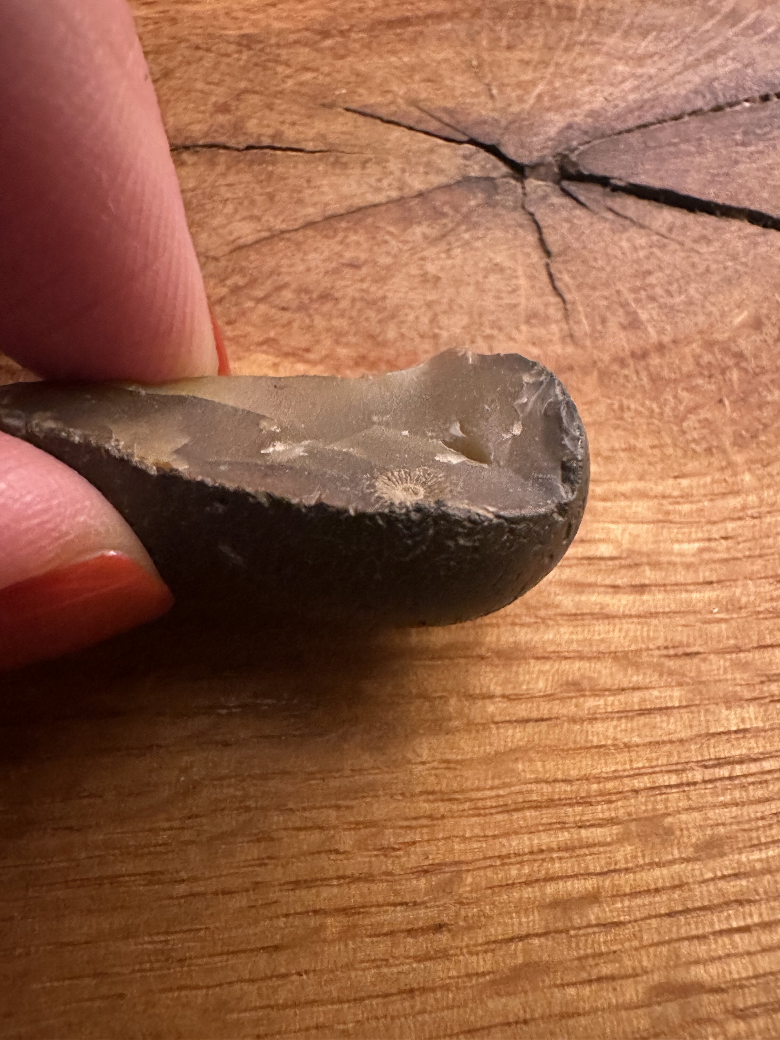 Looking for ID for Fossil Found on River Thames - Fossil ID - The ...