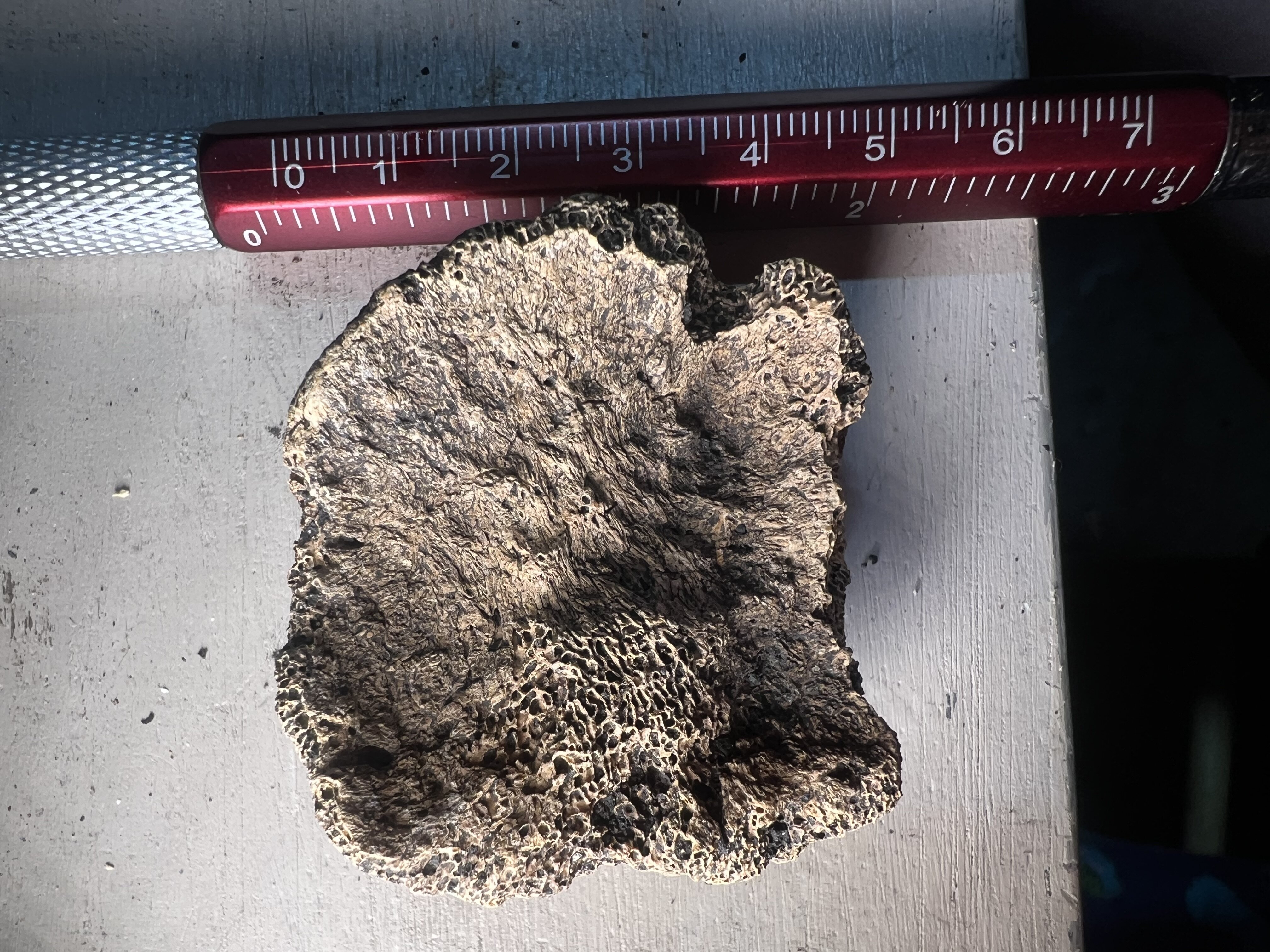 Any Ideas - Fossil ID - The Fossil Forum