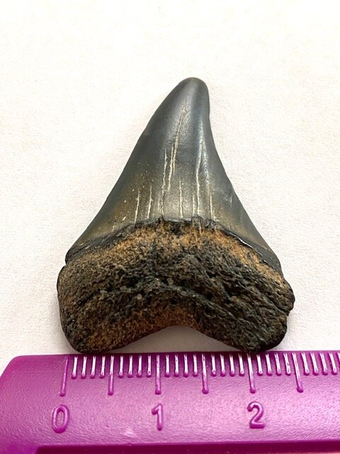 Calvert fm teeth - All the same? - Fossil ID - The Fossil Forum