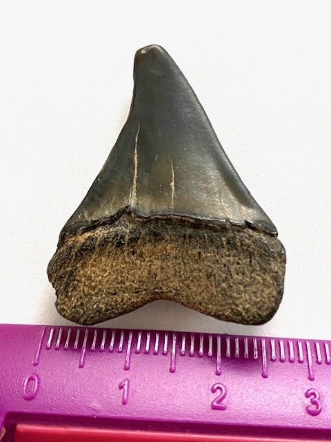 Calvert fm teeth - All the same? - Fossil ID - The Fossil Forum