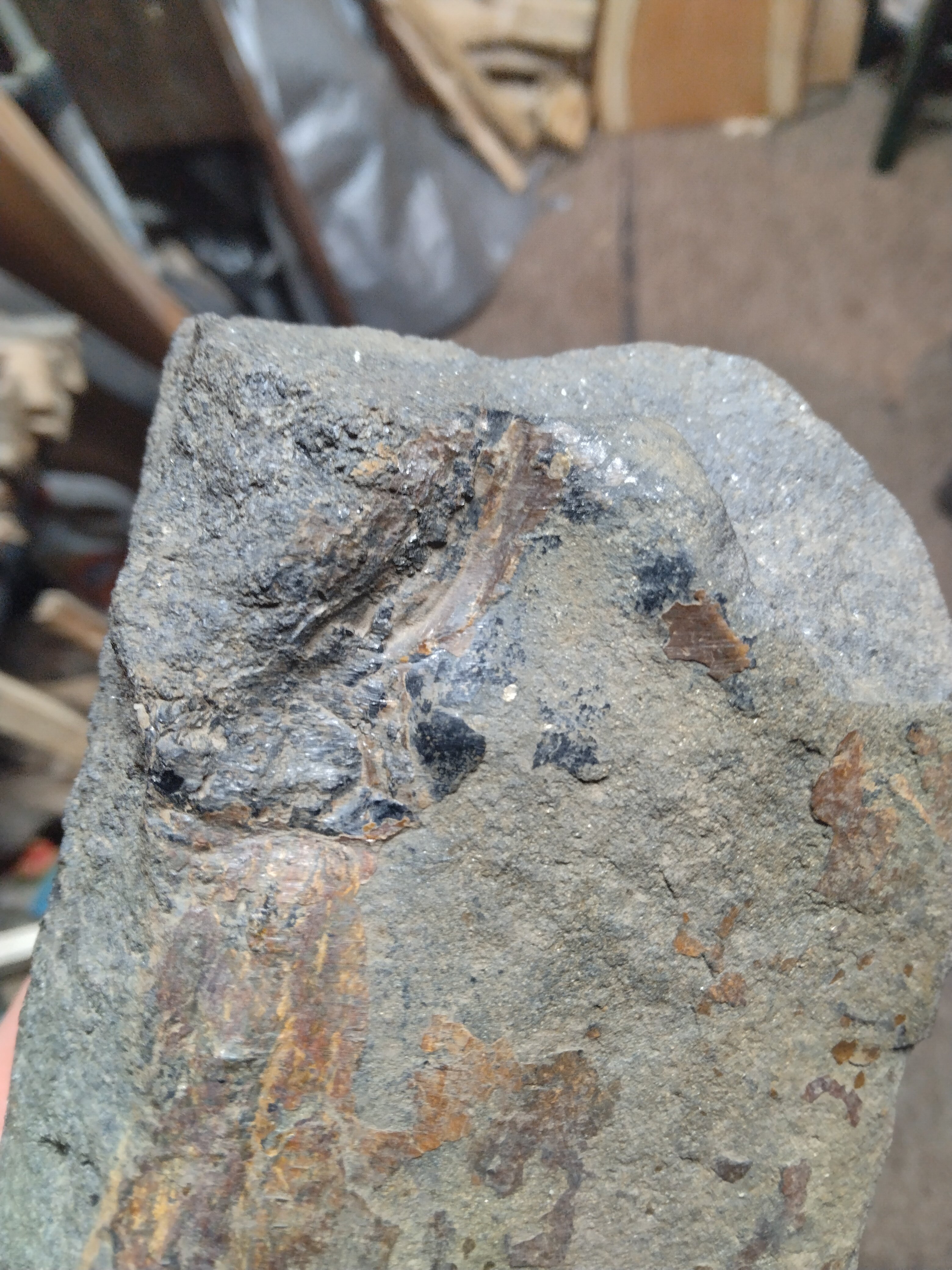 Identifying some rocks collected - Fossil ID - The Fossil Forum