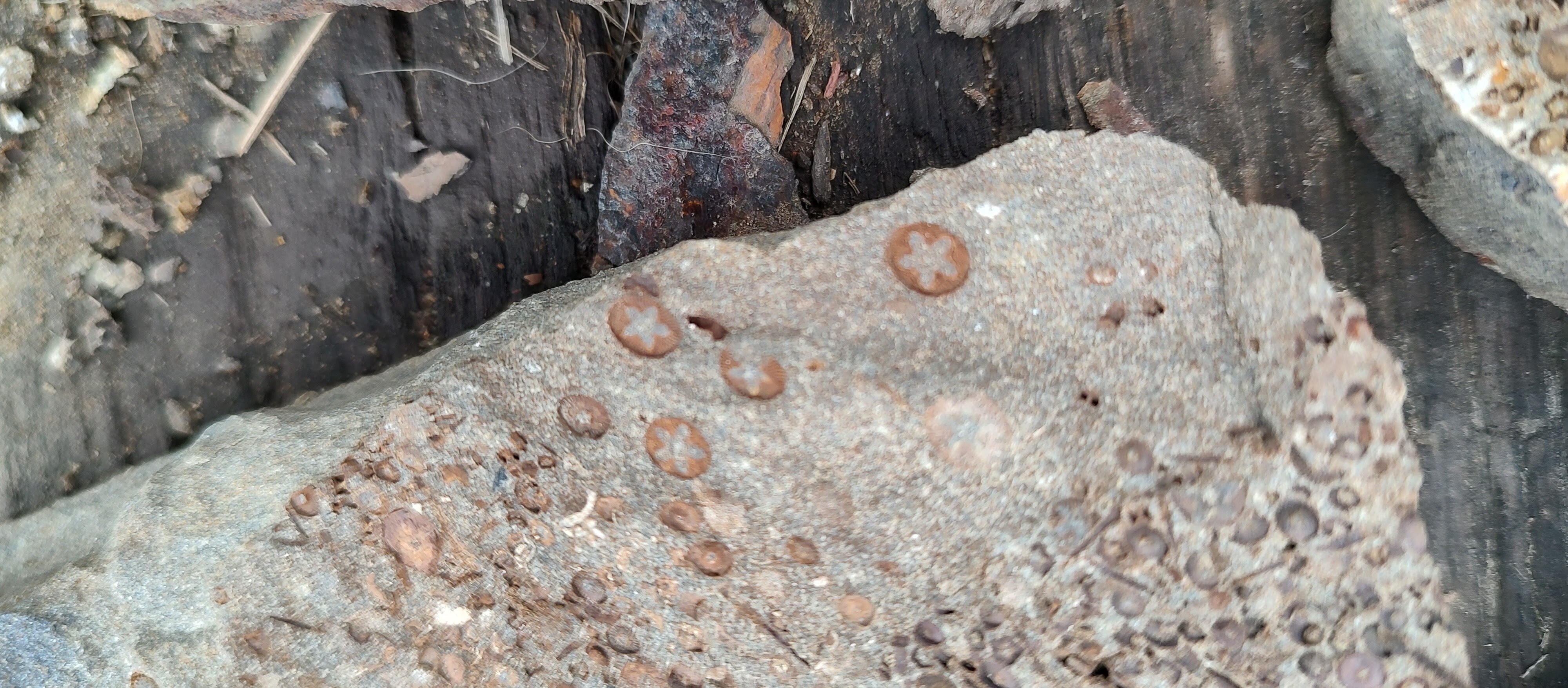 Crinoid(??) Fossil Clusters Identification Help - Fossil ID - The ...
