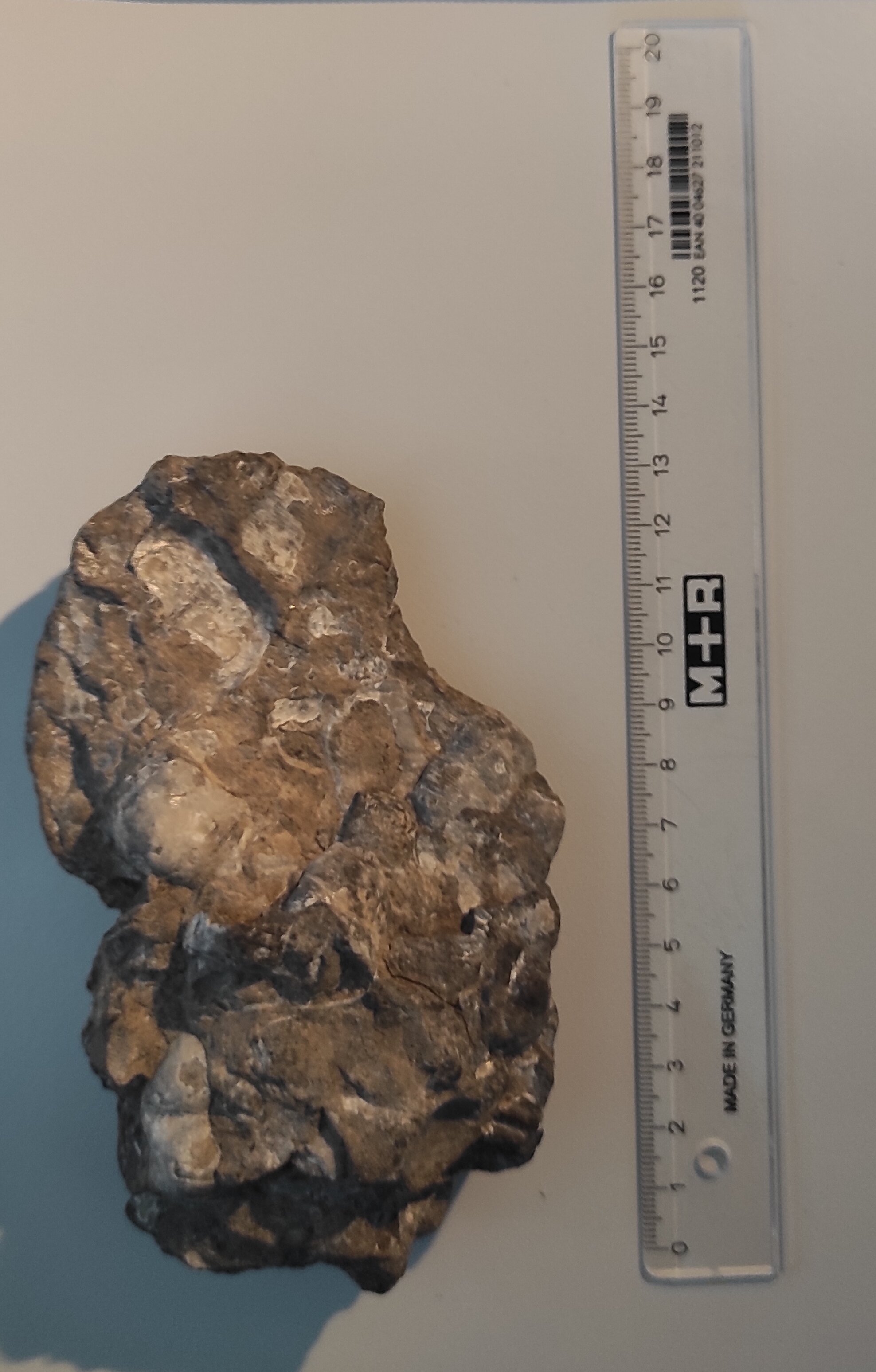 Fossil shells and impressions of shells found in Tryghamma, Svalbard ...