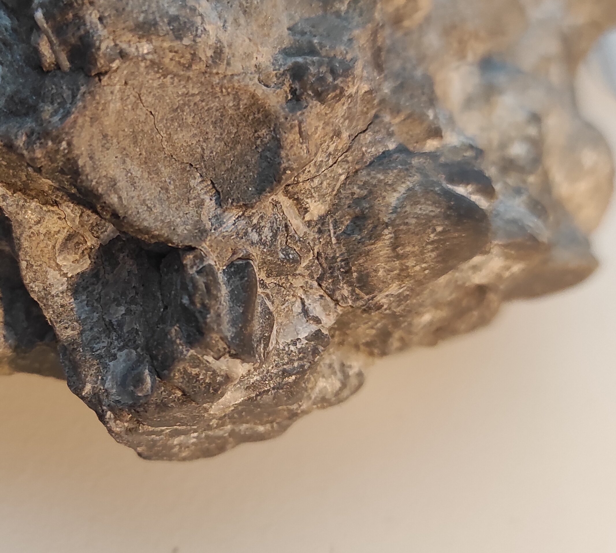 Fossil shells and impressions of shells found in Tryghamma, Svalbard ...