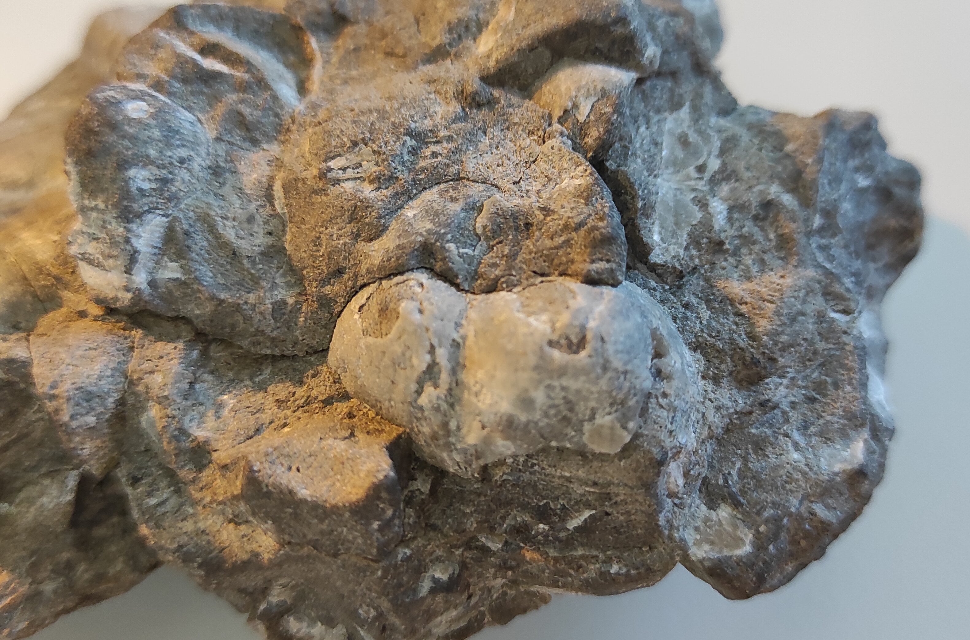 Fossil shells and impressions of shells found in Tryghamma, Svalbard ...