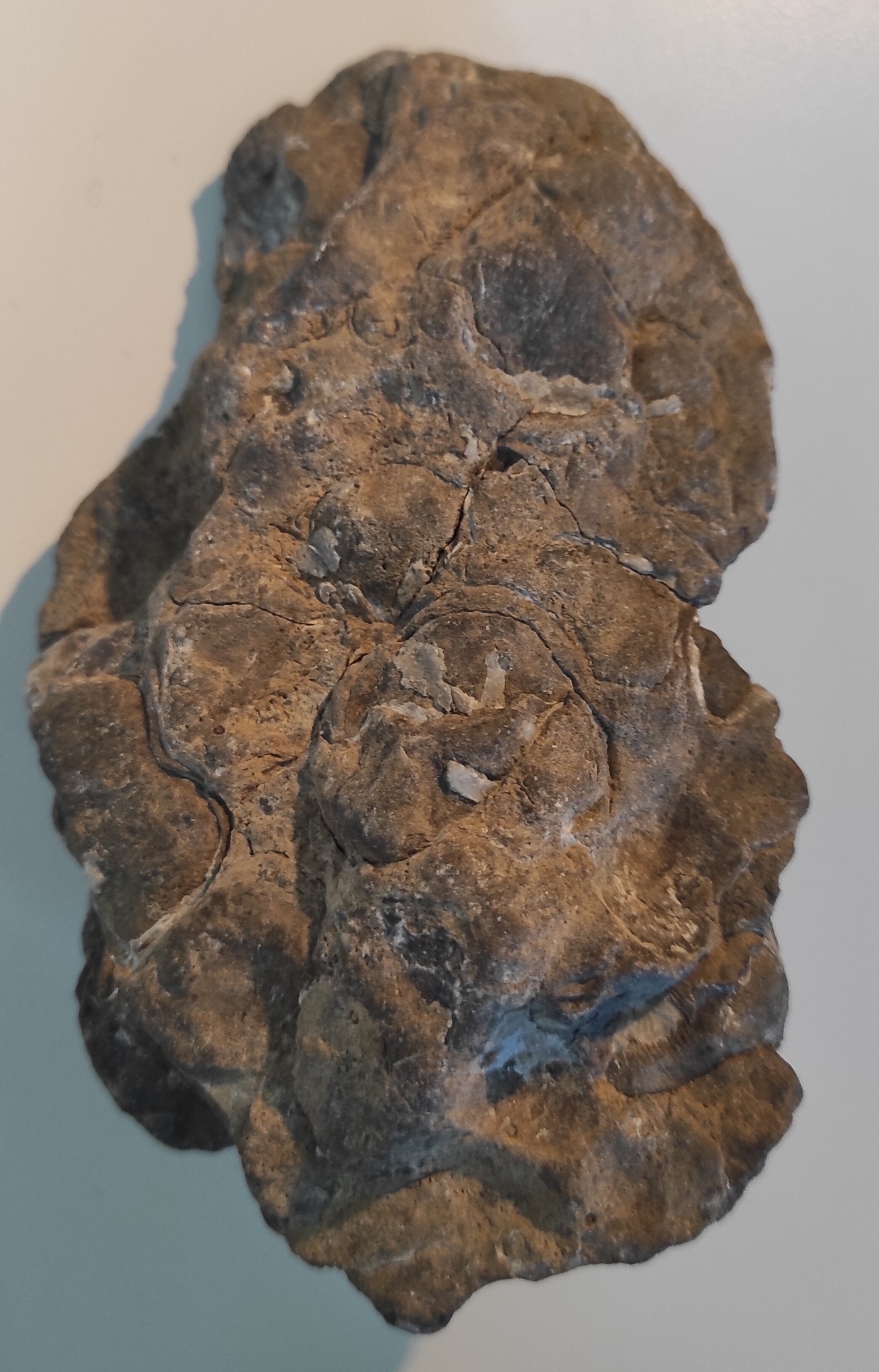 Fossil shells and impressions of shells found in Tryghamma, Svalbard ...