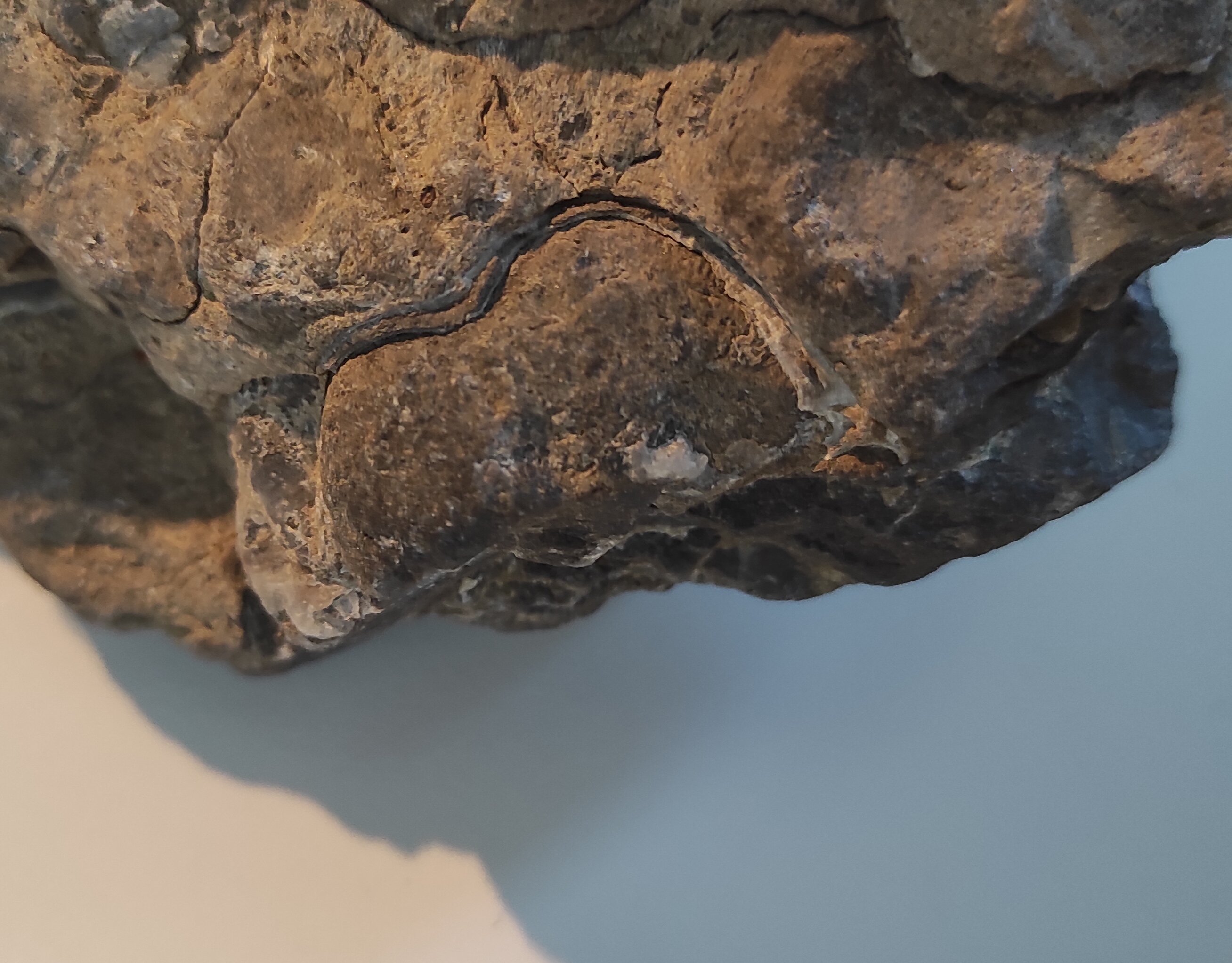 Fossil shells and impressions of shells found in Tryghamma, Svalbard ...