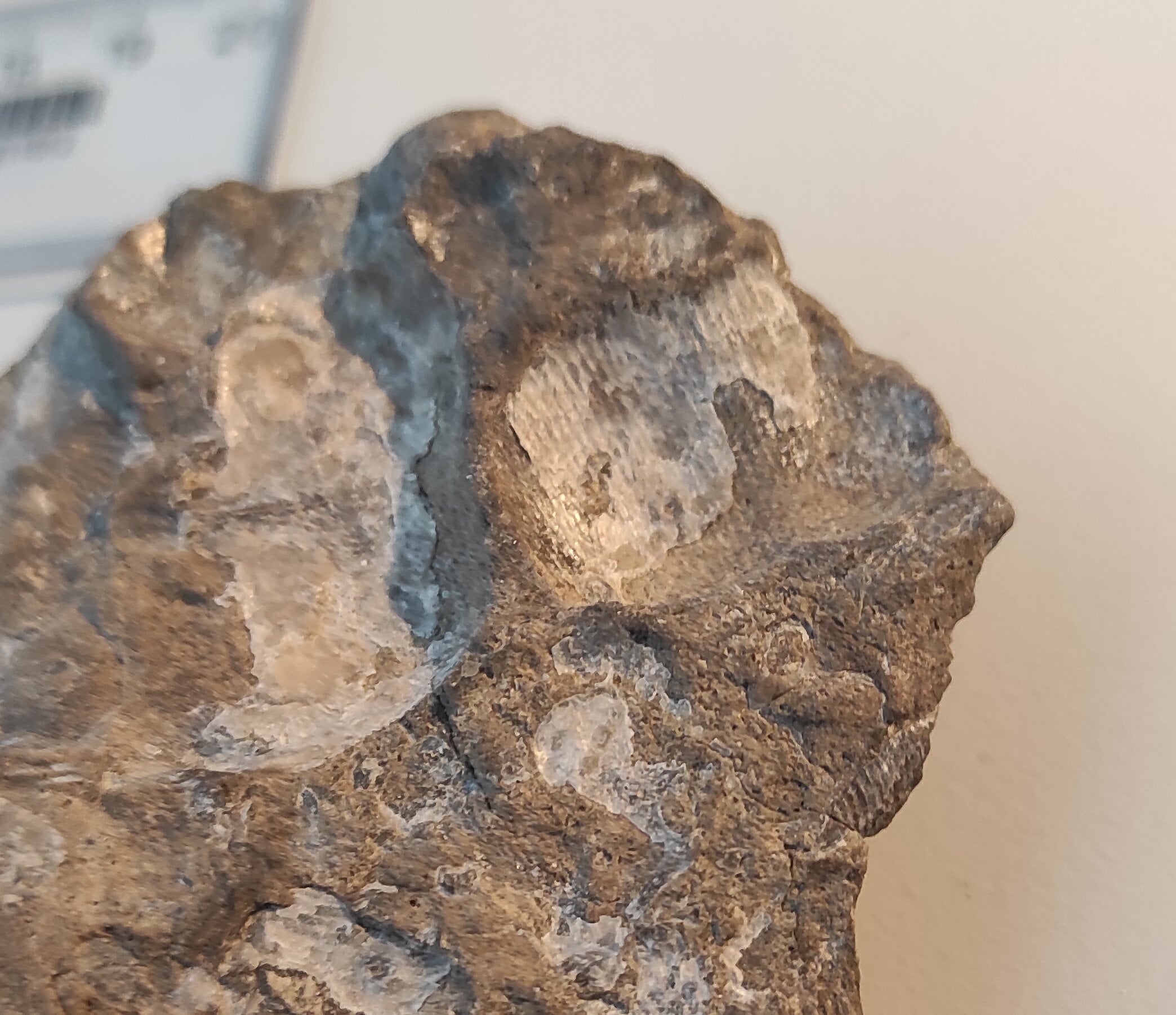 Fossil shells and impressions of shells found in Tryghamma, Svalbard ...