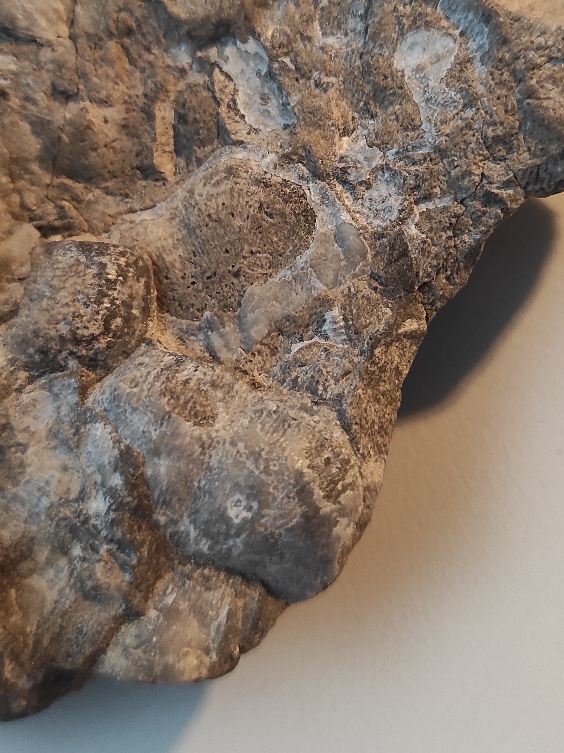 Fossil shells and impressions of shells found in Tryghamma, Svalbard ...