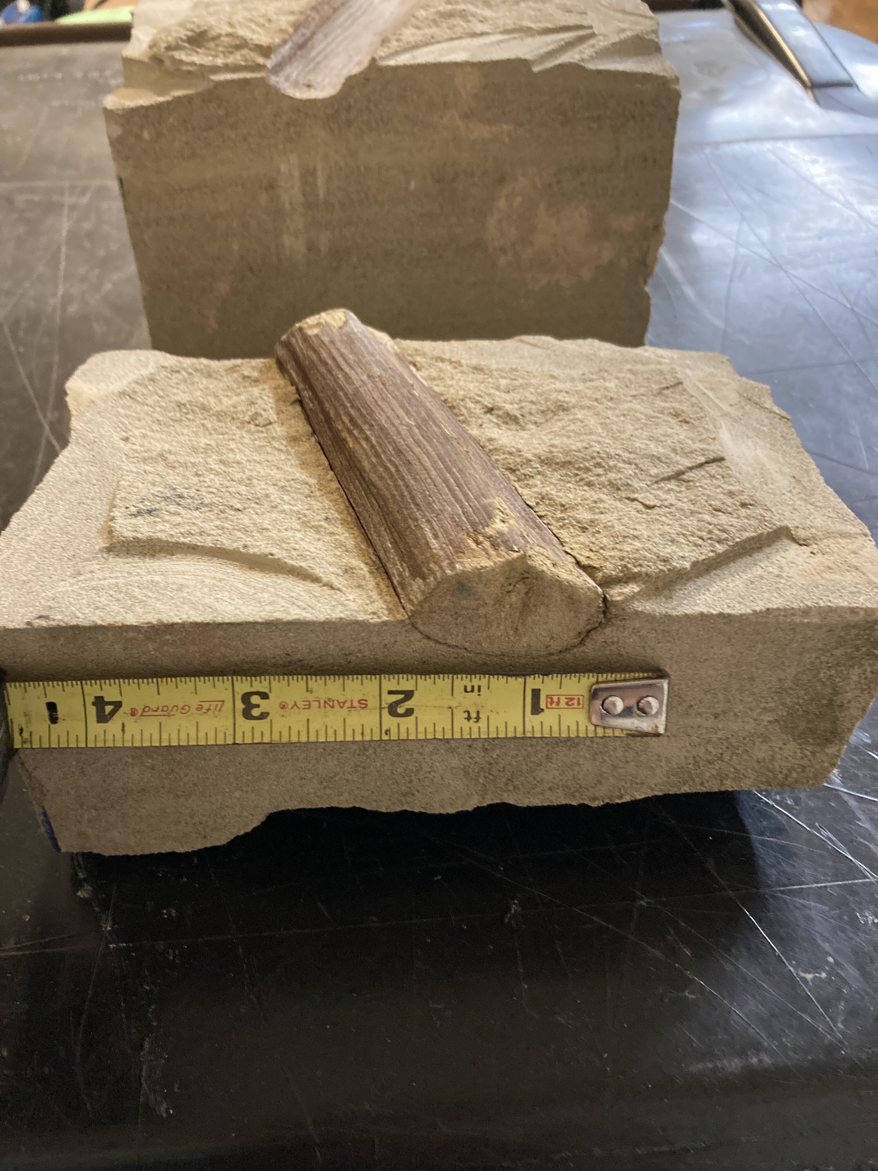 Found in lay flat stone - Fossil ID - The Fossil Forum