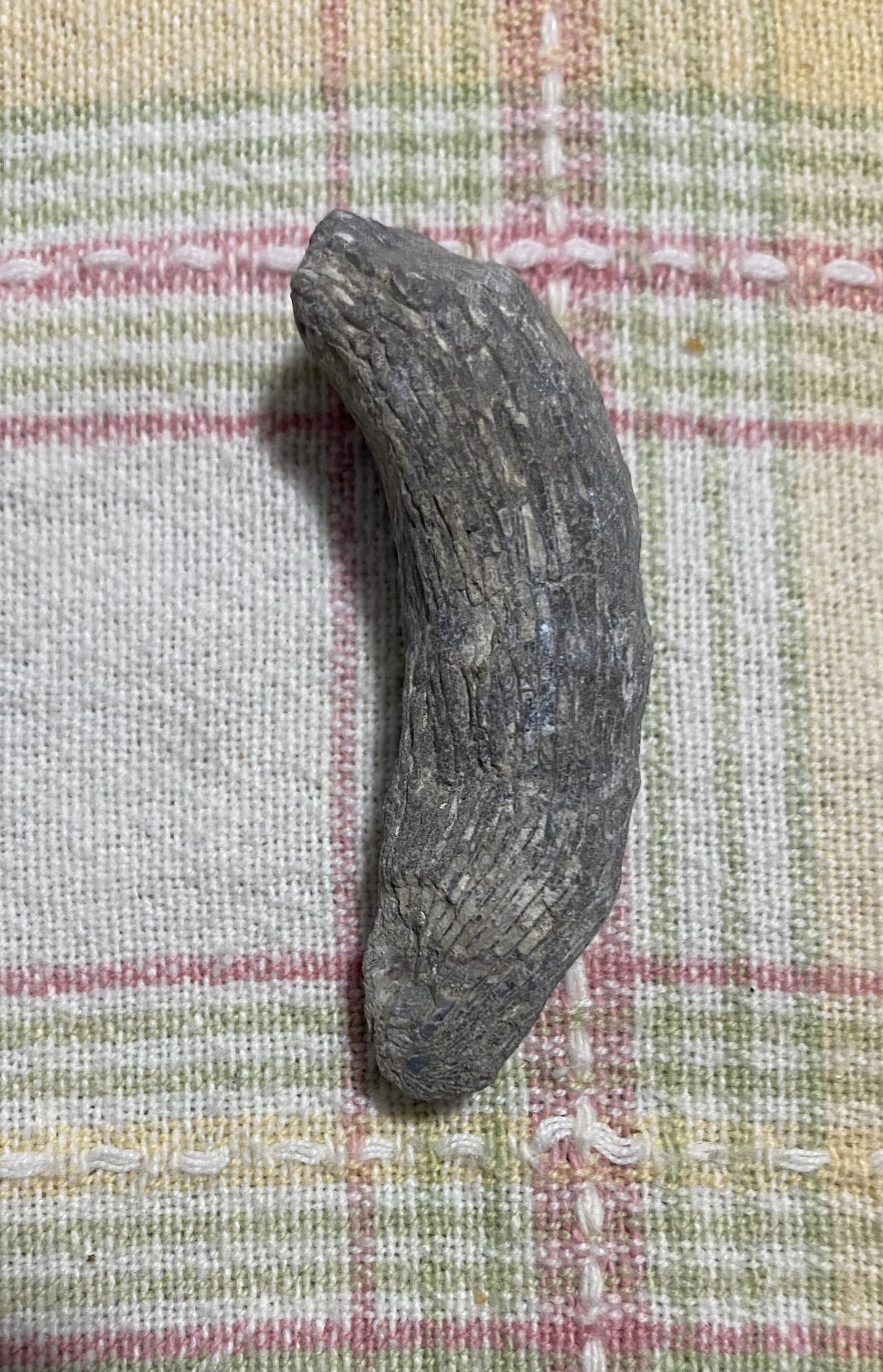 Prehistoric tooth - Fossil ID - The Fossil Forum