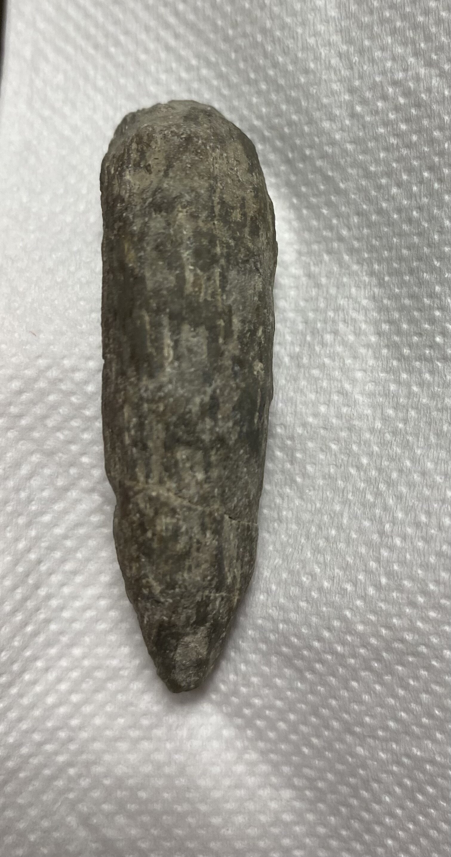 Prehistoric tooth - Fossil ID - The Fossil Forum