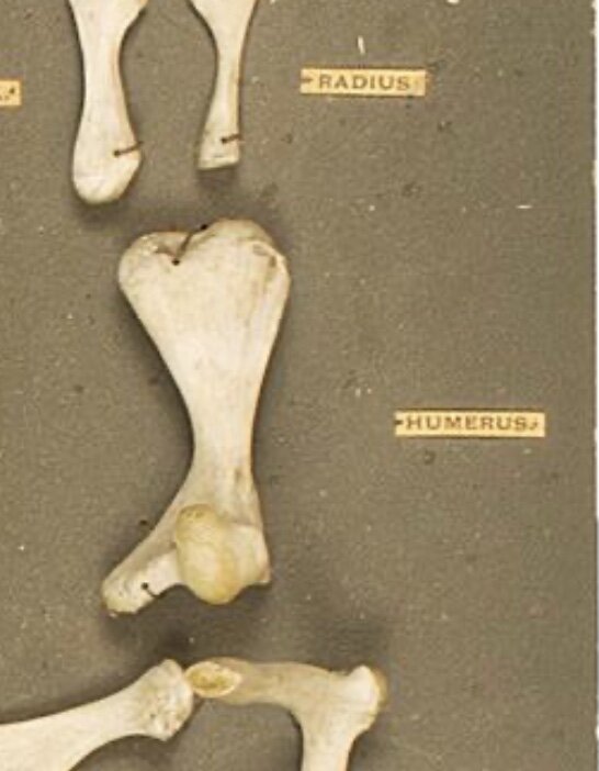 Subfossil beaver? - Fossil ID - The Fossil Forum