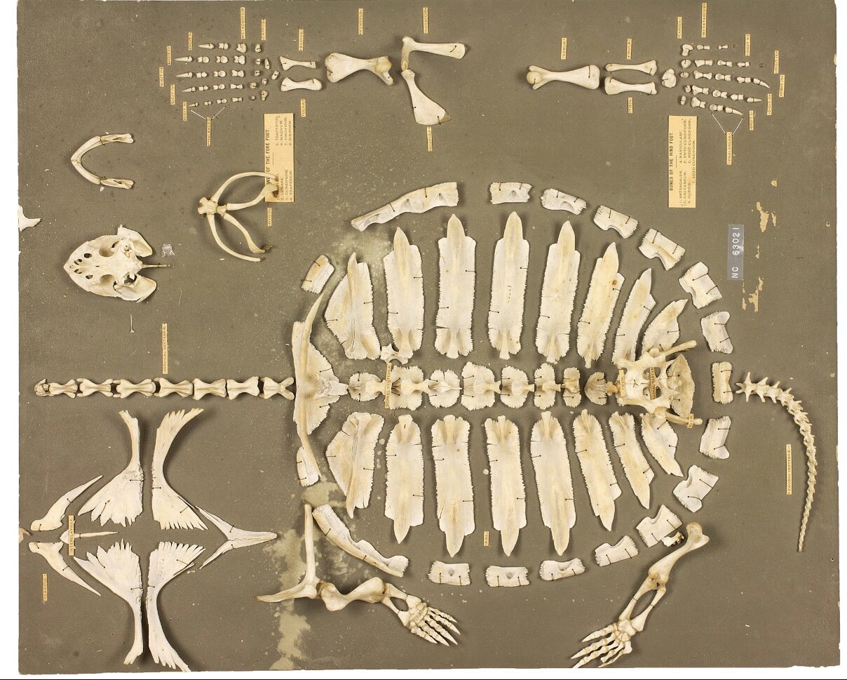 Subfossil beaver? - Fossil ID - The Fossil Forum