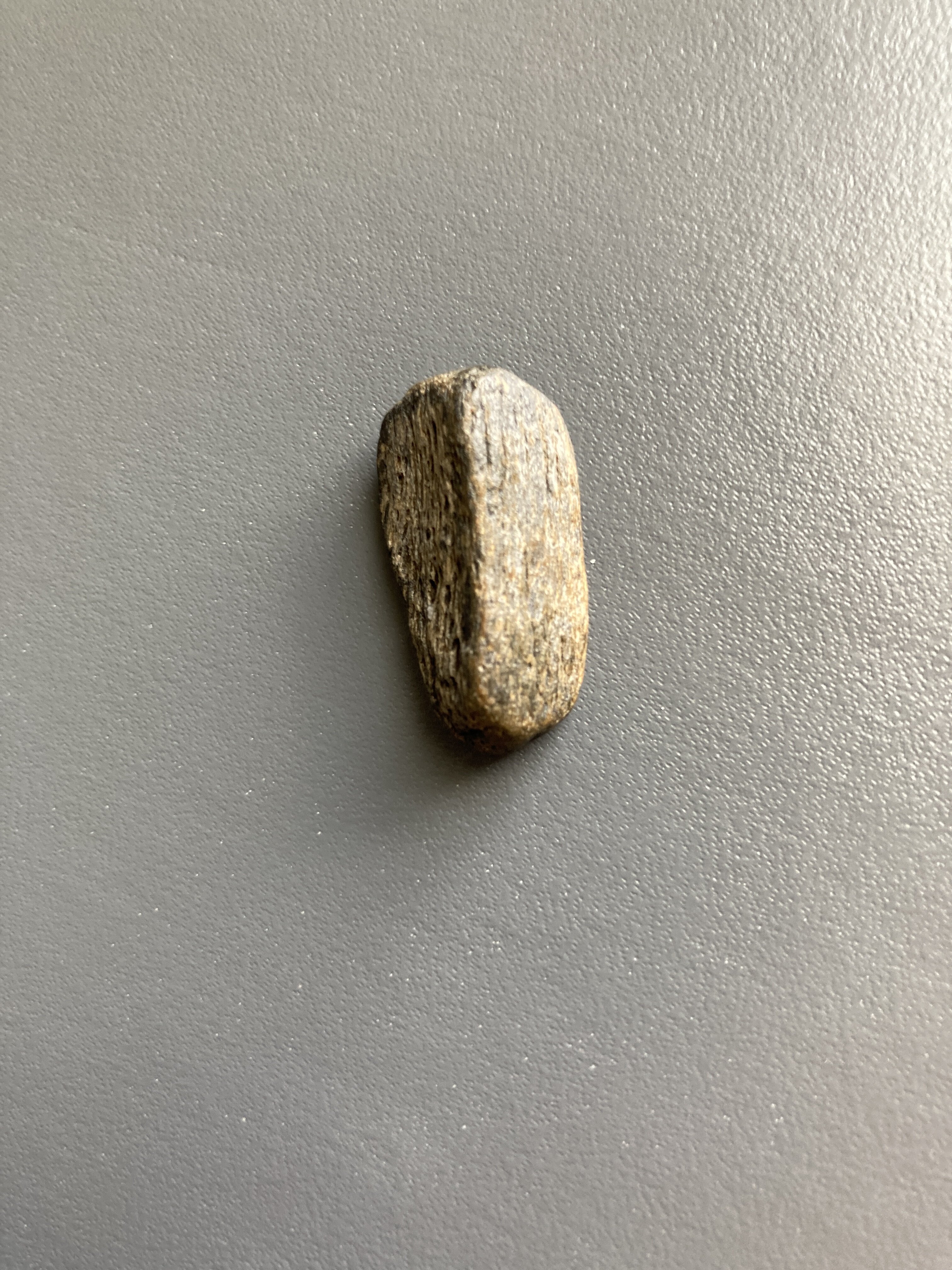 Well, I thought this was just another piece of fossilized bone - Fossil ...
