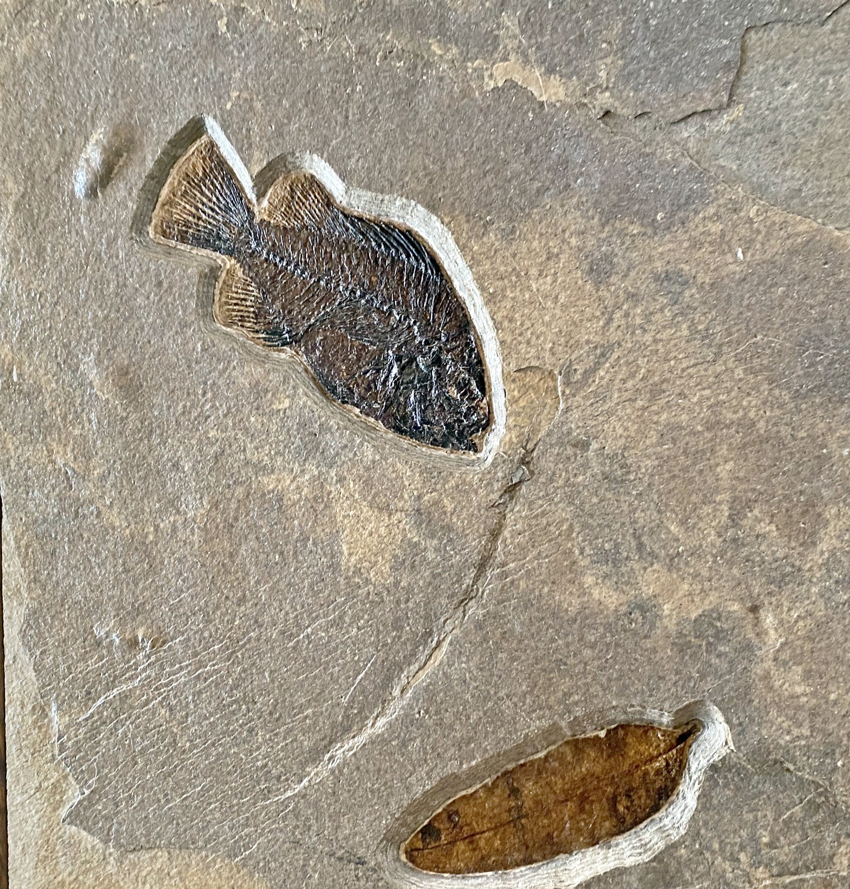 These fossils were given to me as a gift from an elderly woman that was ...