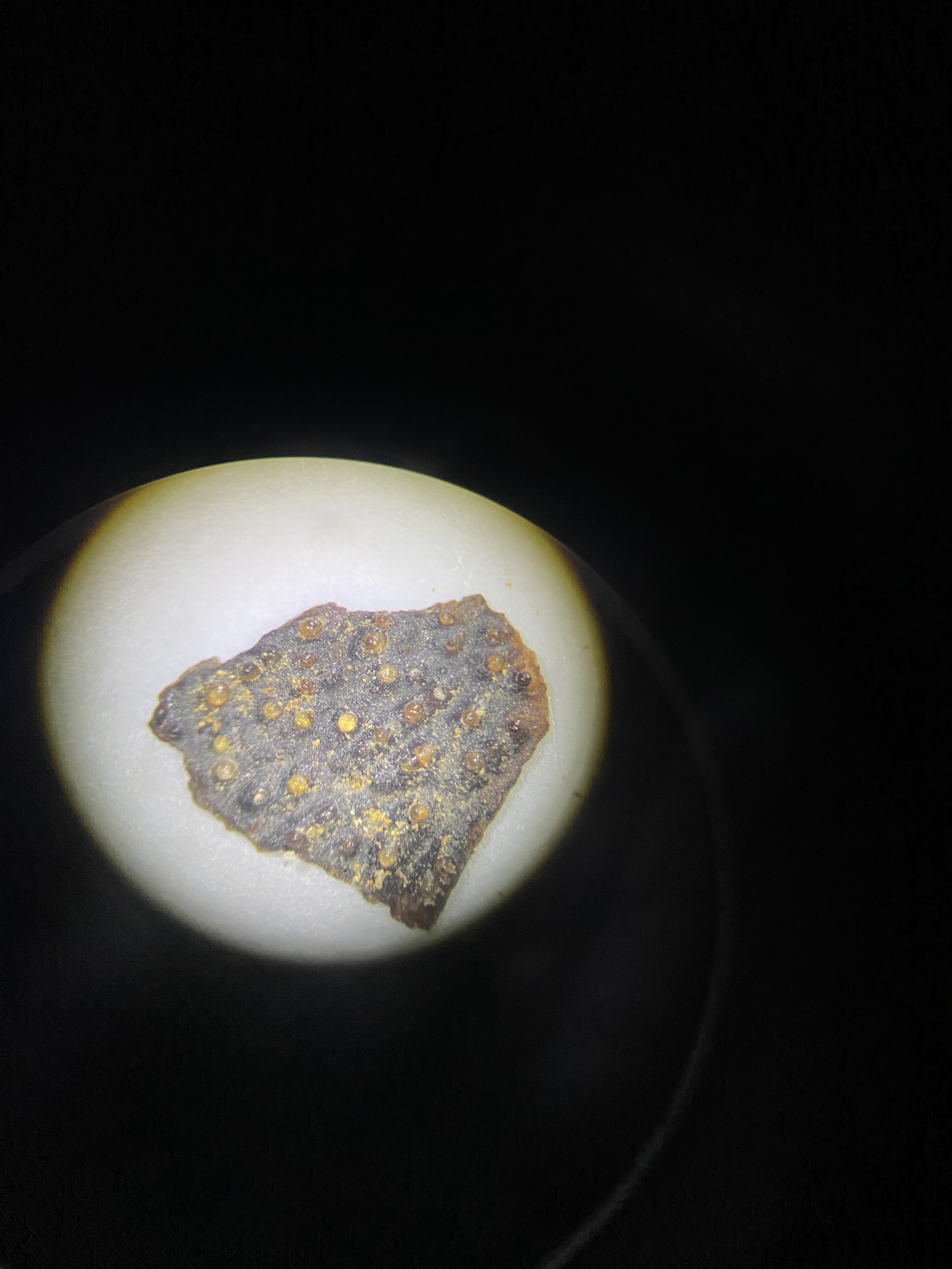 Crab exoskeleton/cuticle? - Fossil ID - The Fossil Forum