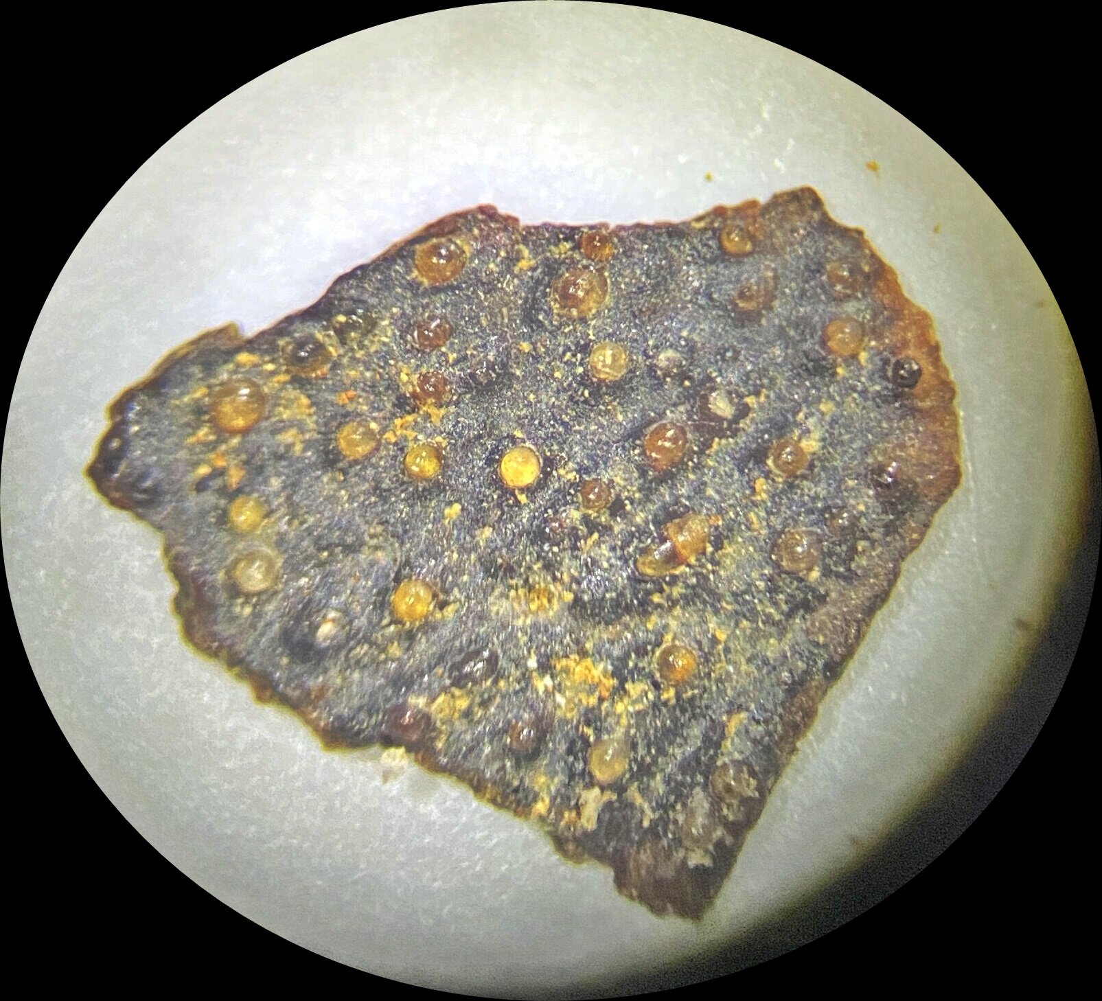 Crab exoskeleton/cuticle? - Fossil ID - The Fossil Forum