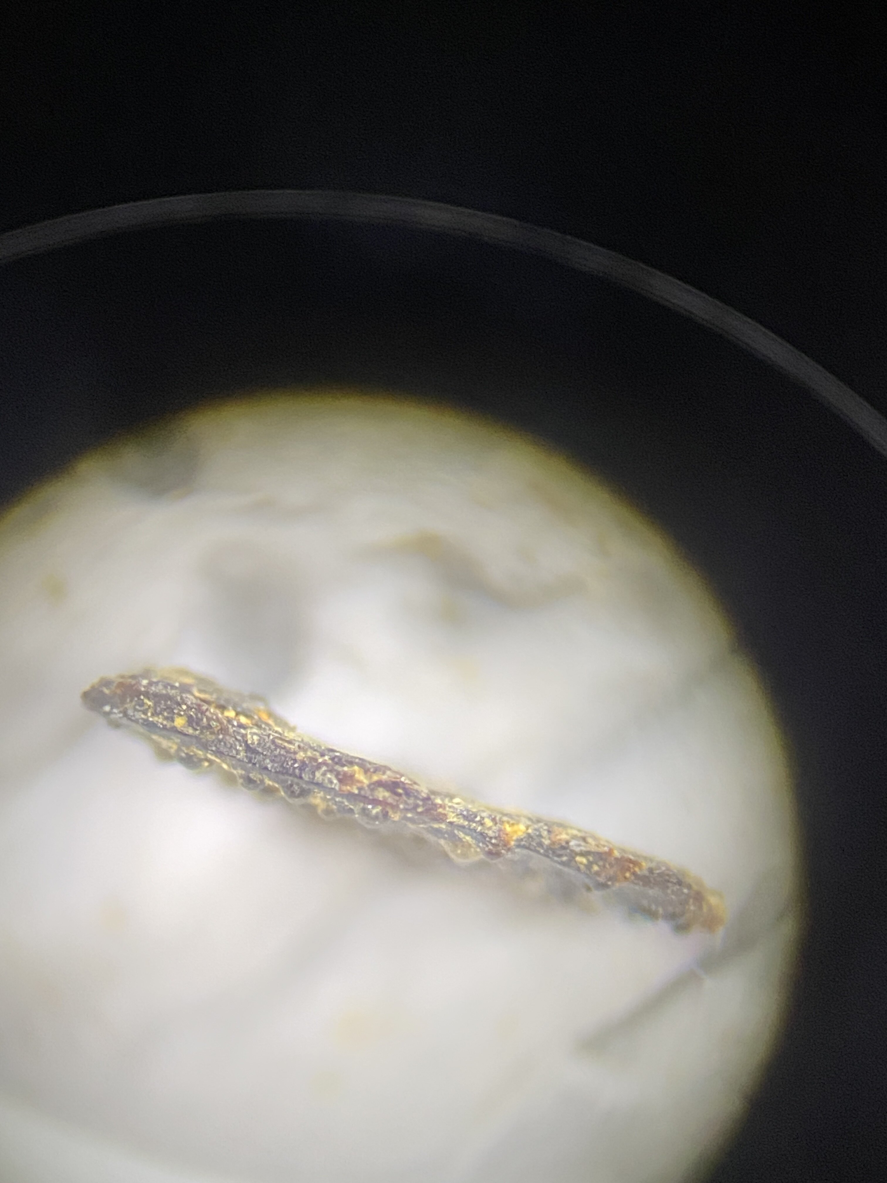 Crab exoskeleton/cuticle? - Fossil ID - The Fossil Forum